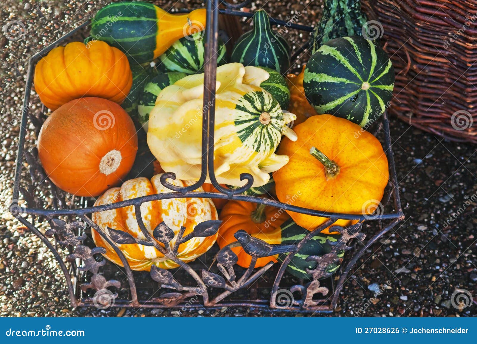 Squash for decoration stock photo. Image of autumnal - 27028626