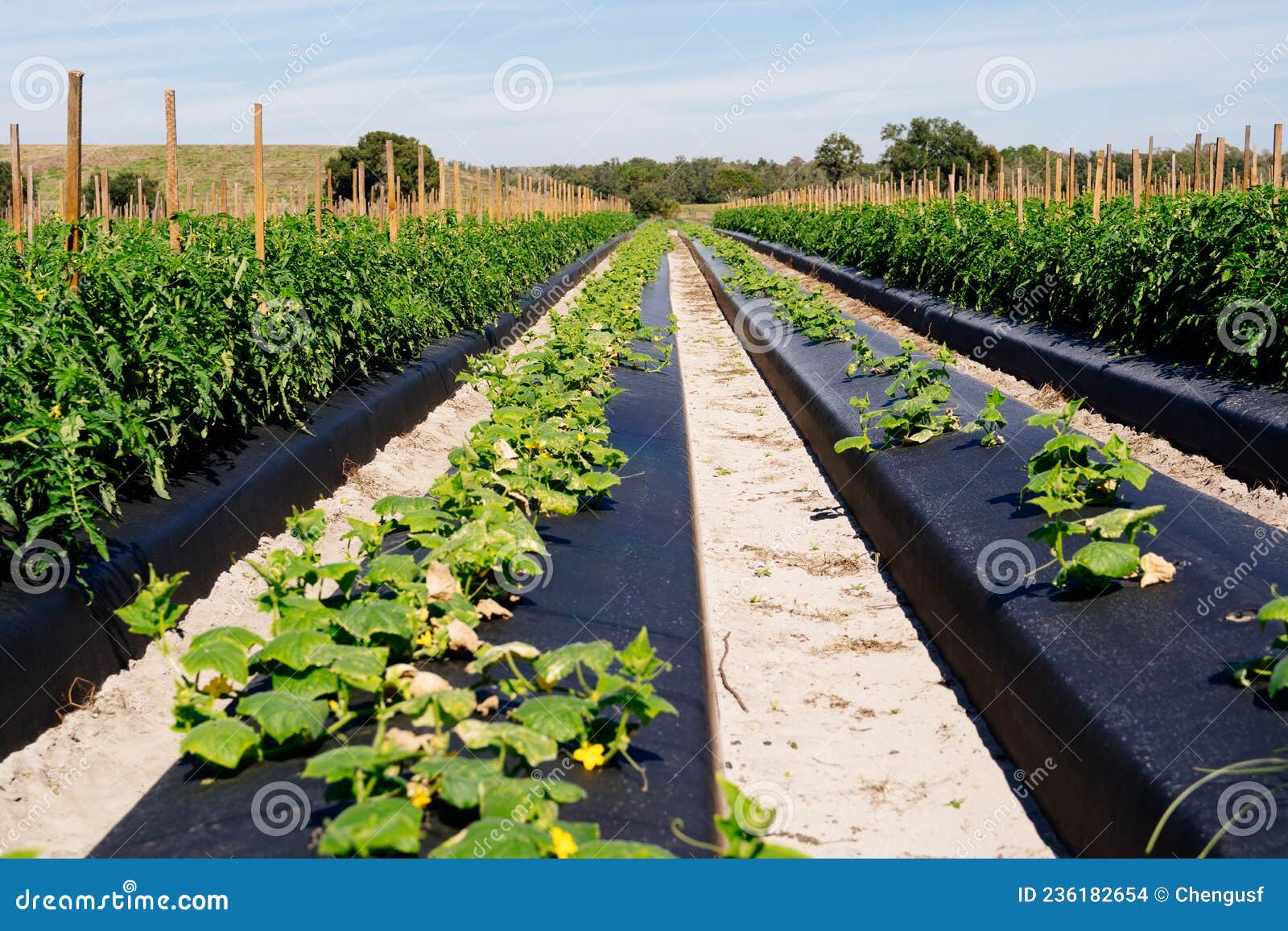 Squash Farm in Florida in Winter Stock Photo - Image of green, carrot ...