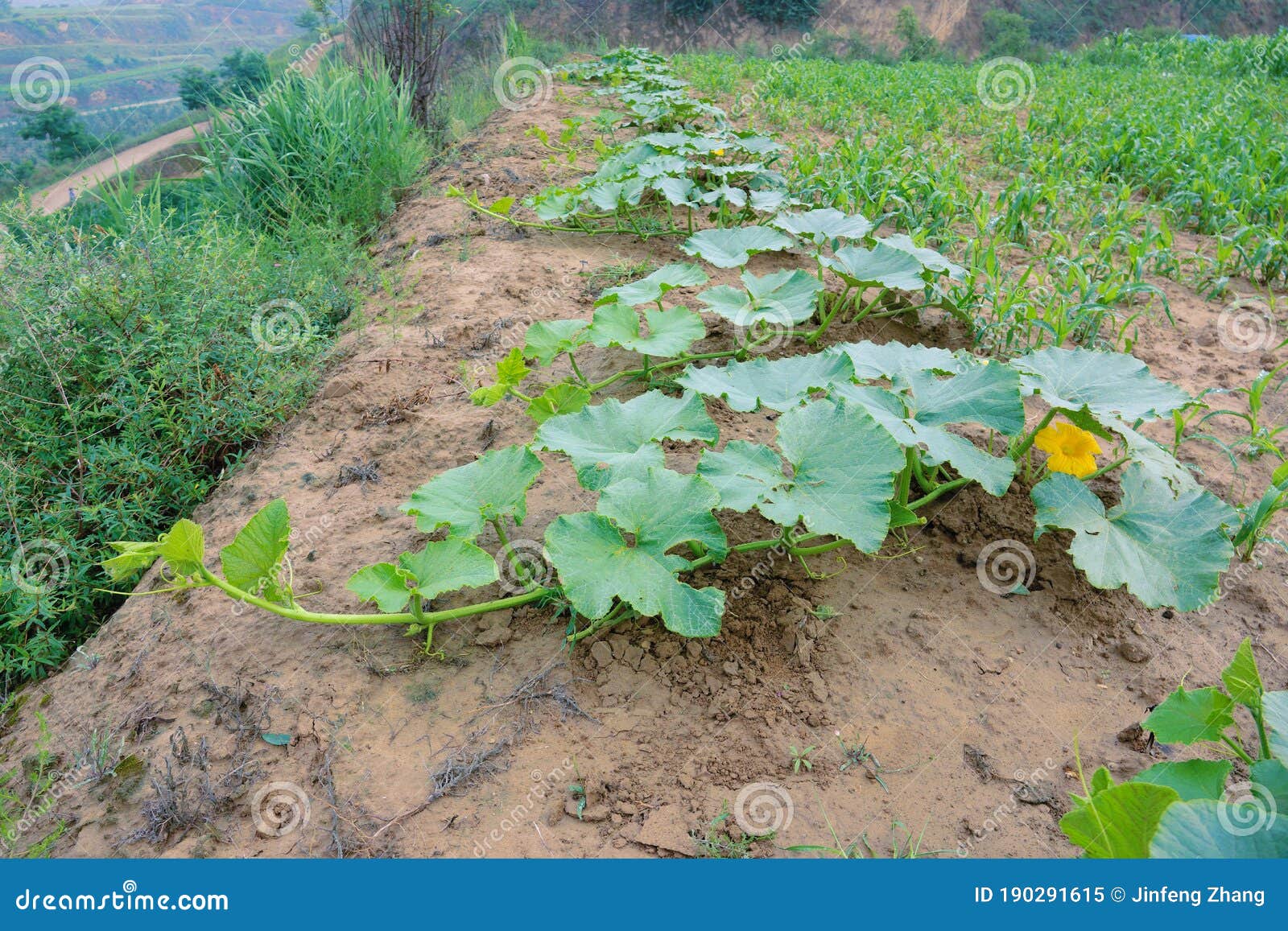 Squash field stock image. Image of cushaw, soil, squash - 190291615