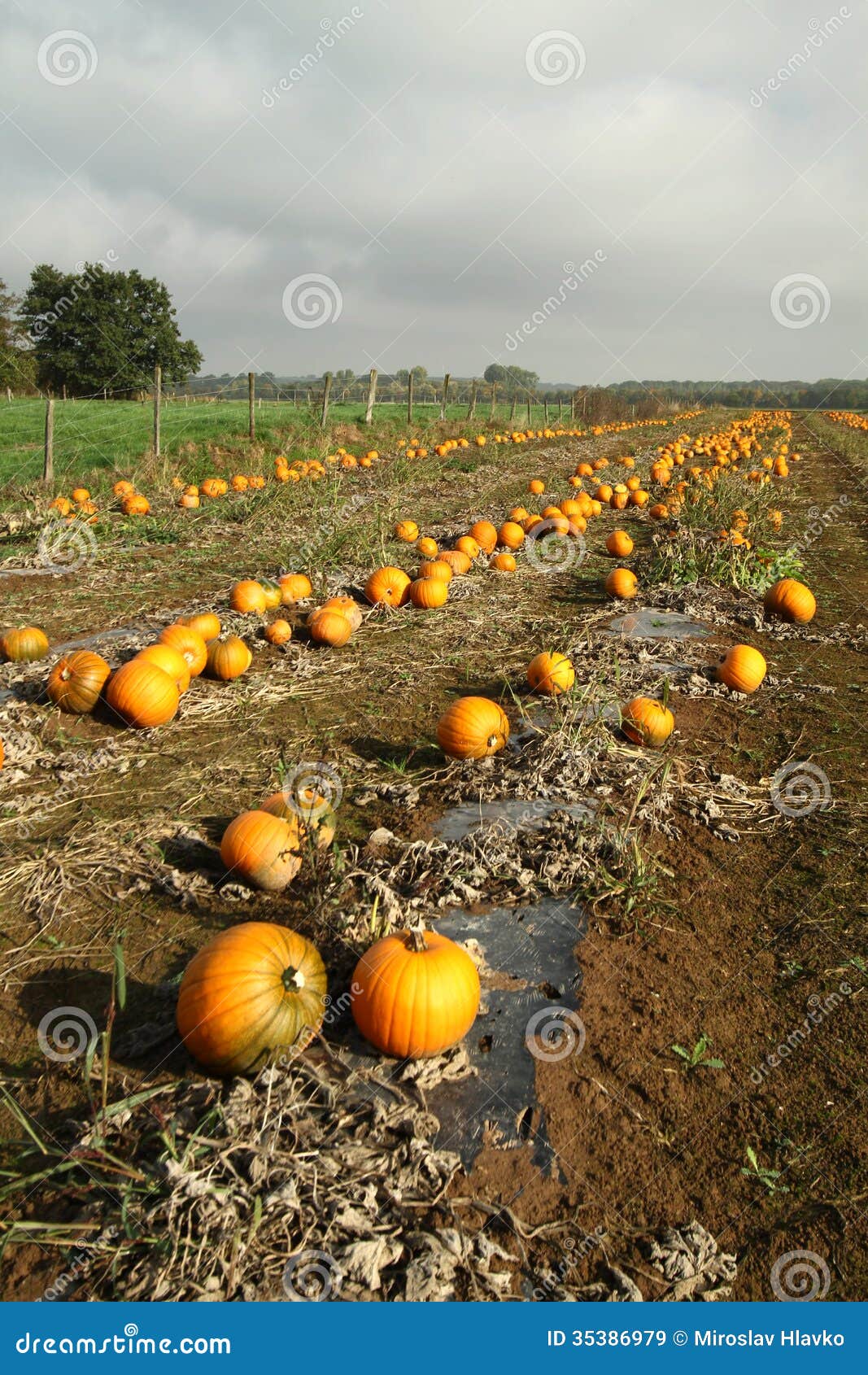 Squash field stock image. Image of orange, farm, farming - 35386979