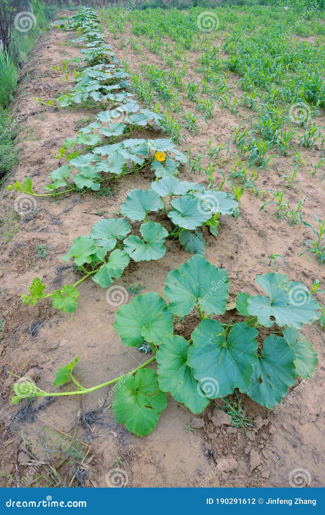 Squash field stock photo. Image of crop, soil, pumpkin - 190291612
