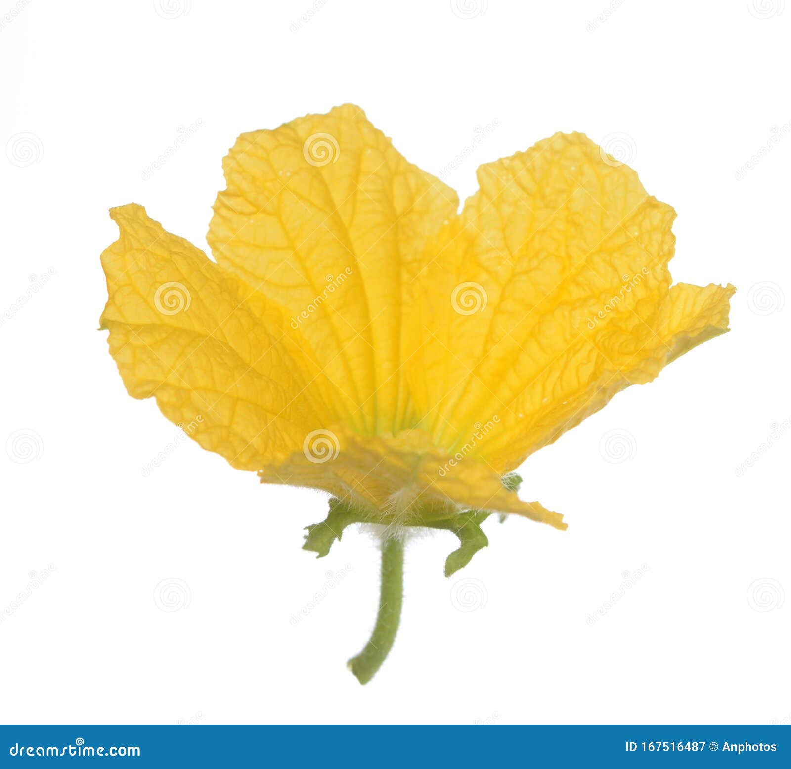 Squash flower stock image. Image of gourmet, food, organic - 167516487