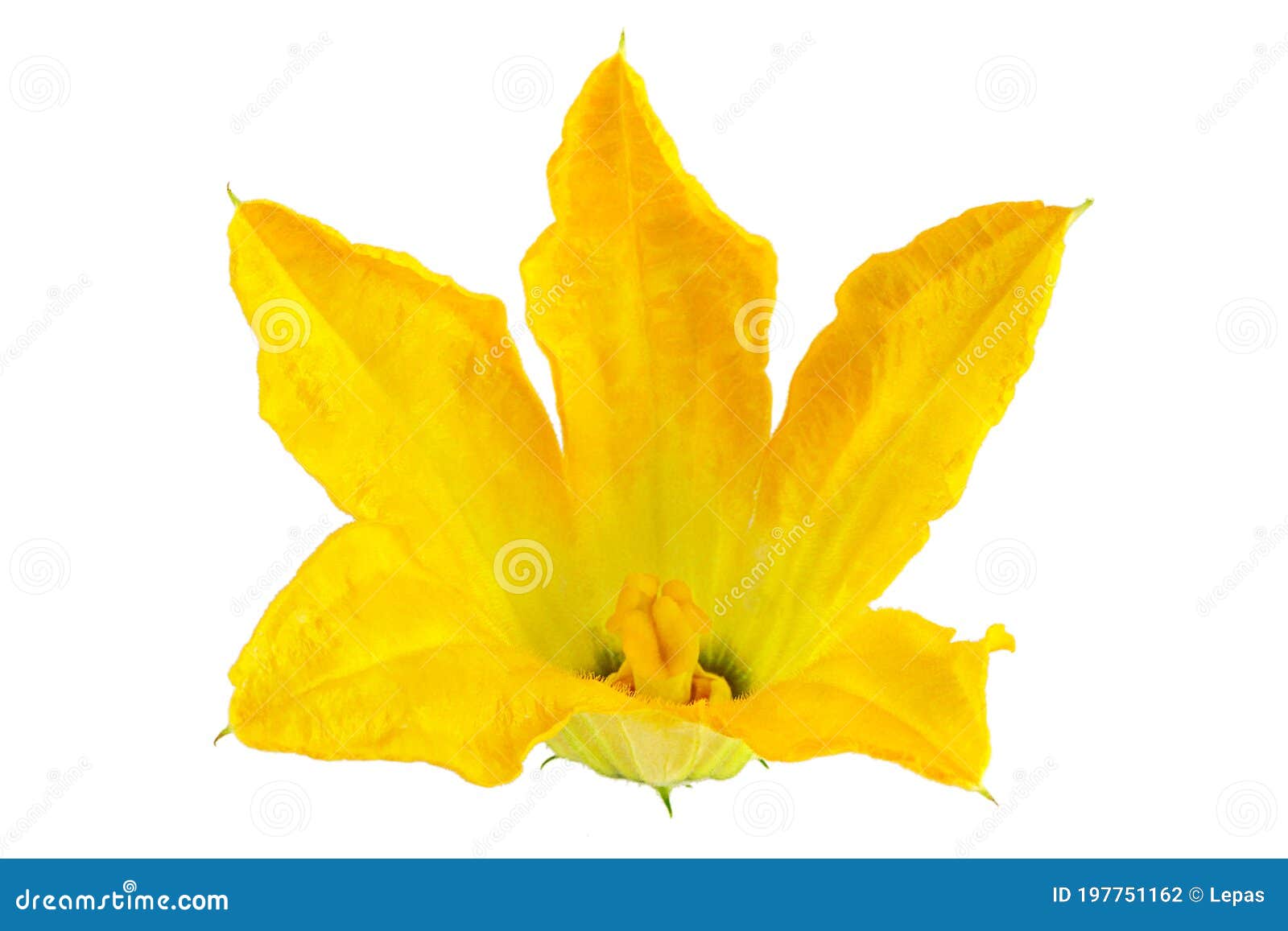 Squash flower head stock photo. Image of natural, white - 197751162
