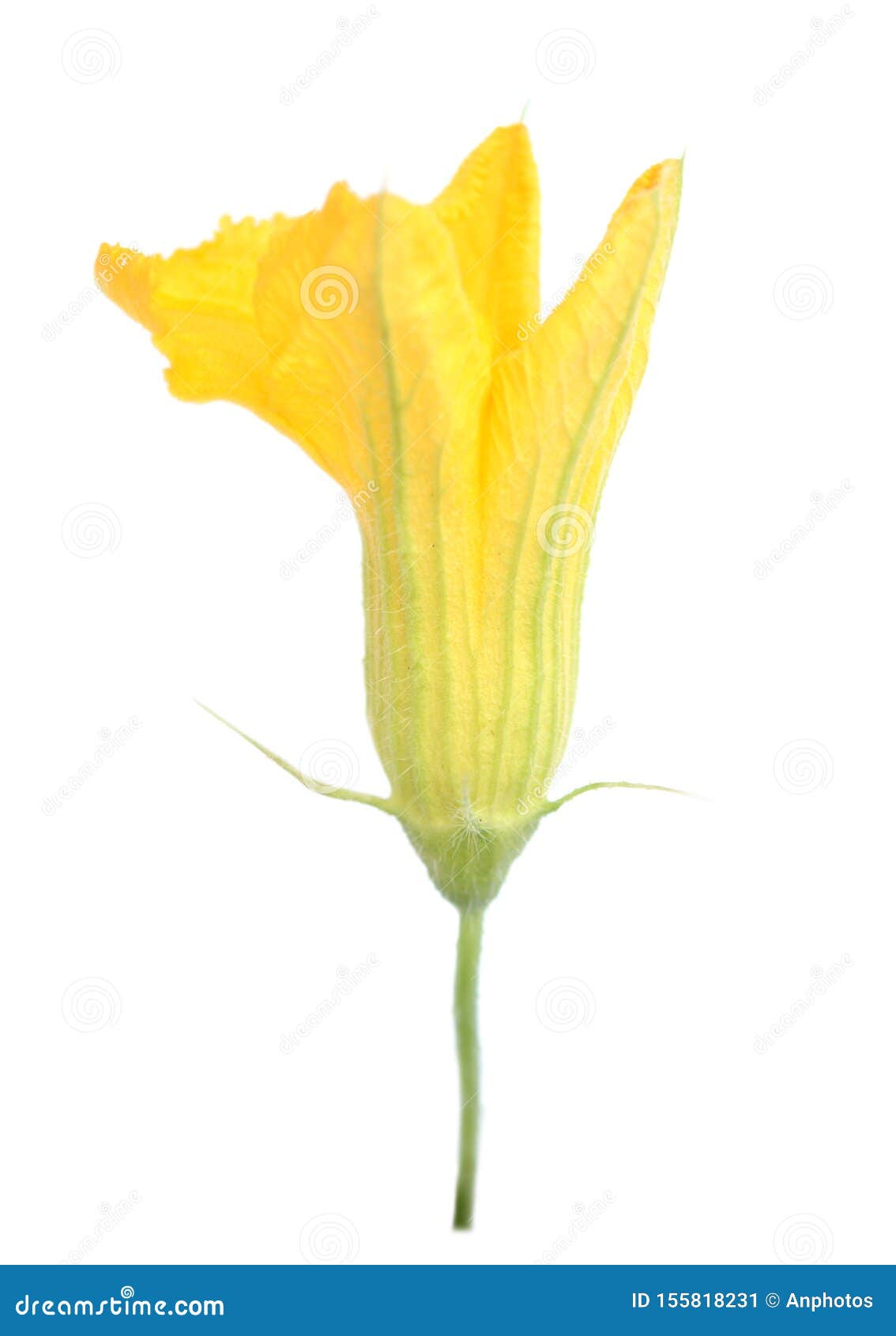 Squash flower stock image. Image of harvest, healthy - 155818231