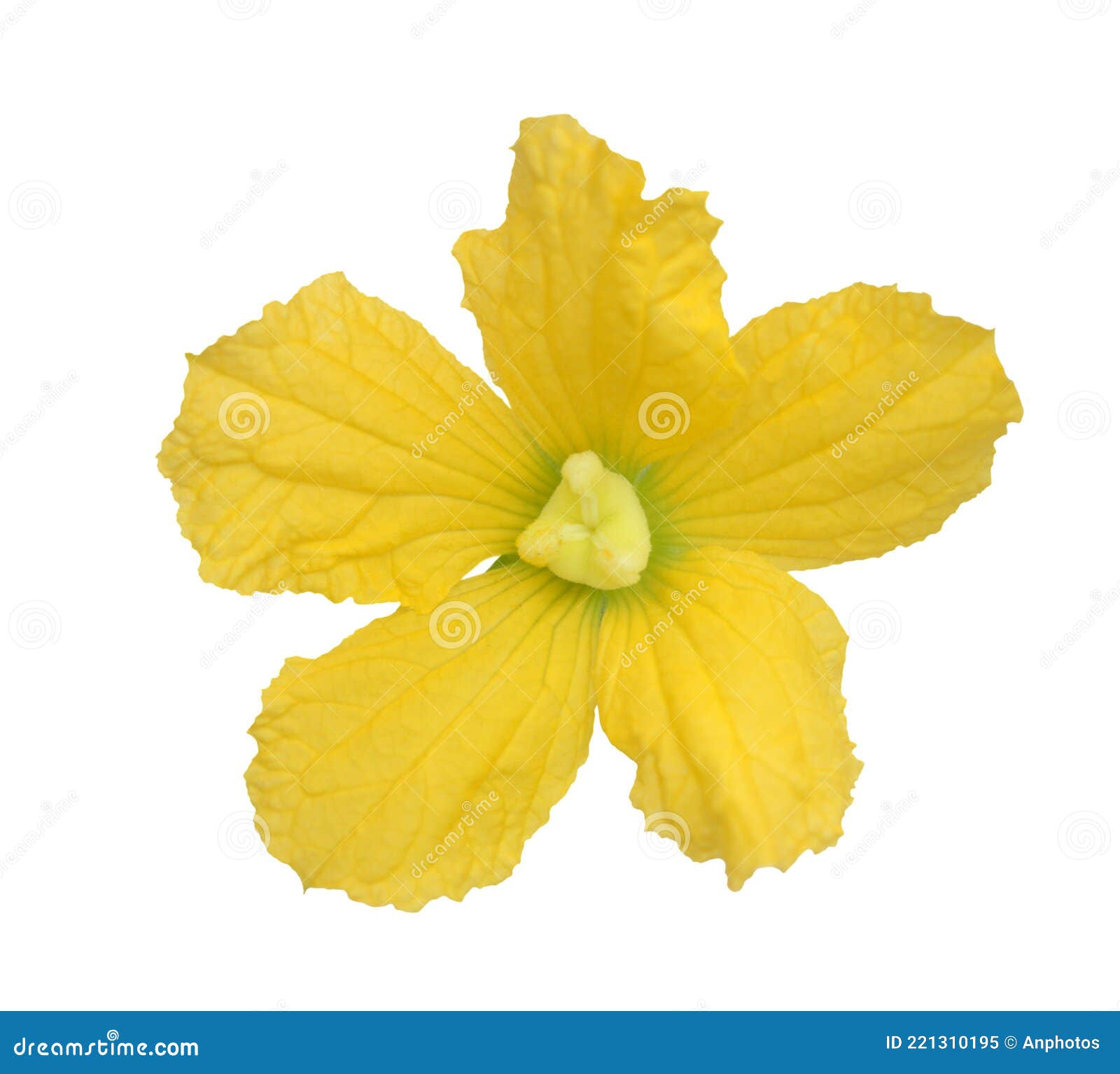 Squash flower stock image. Image of background, green - 221310195