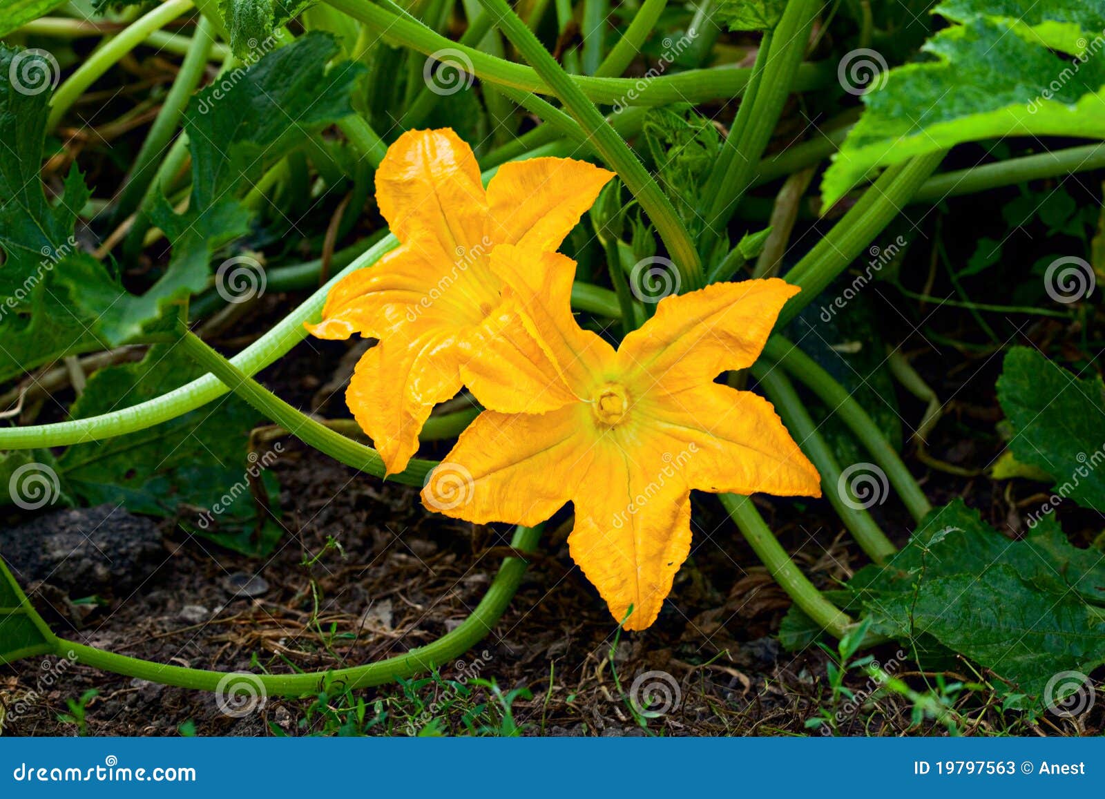 Squash flowers stock image. Image of cucurbit, organic - 19797563