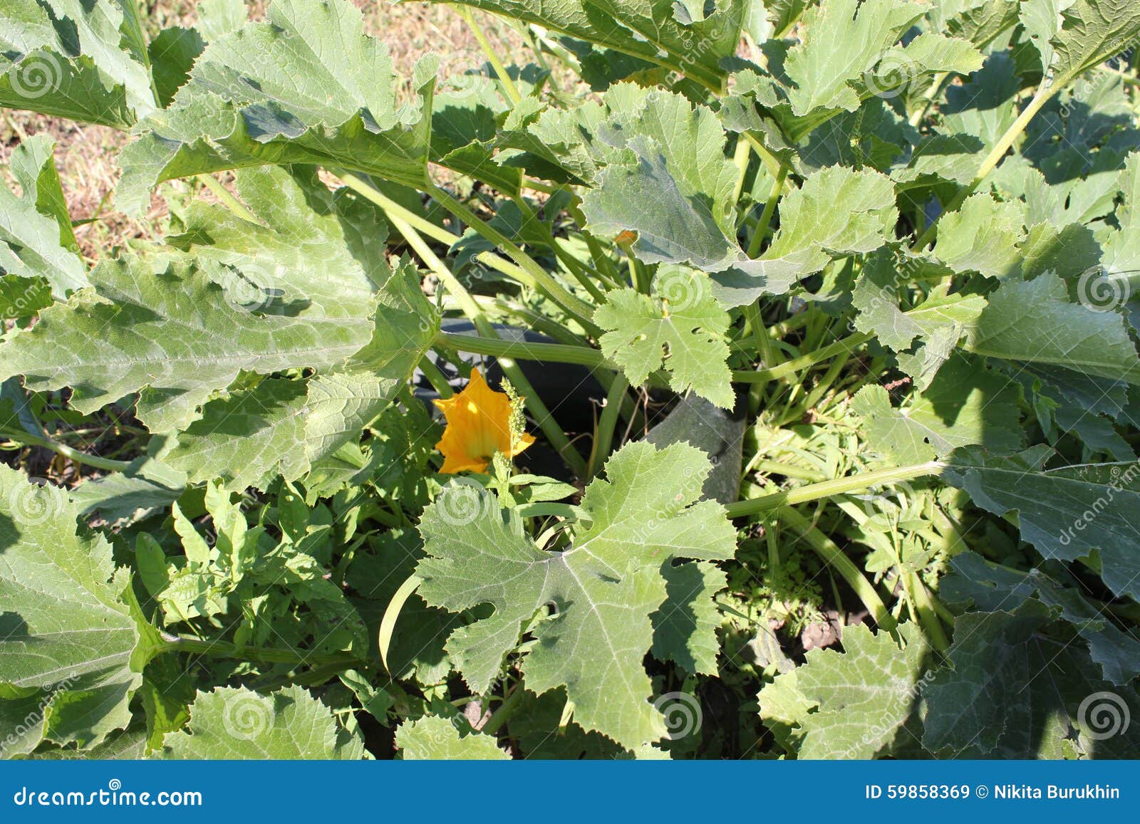 Squash growing on a bed stock image. Image of squash - 59858369