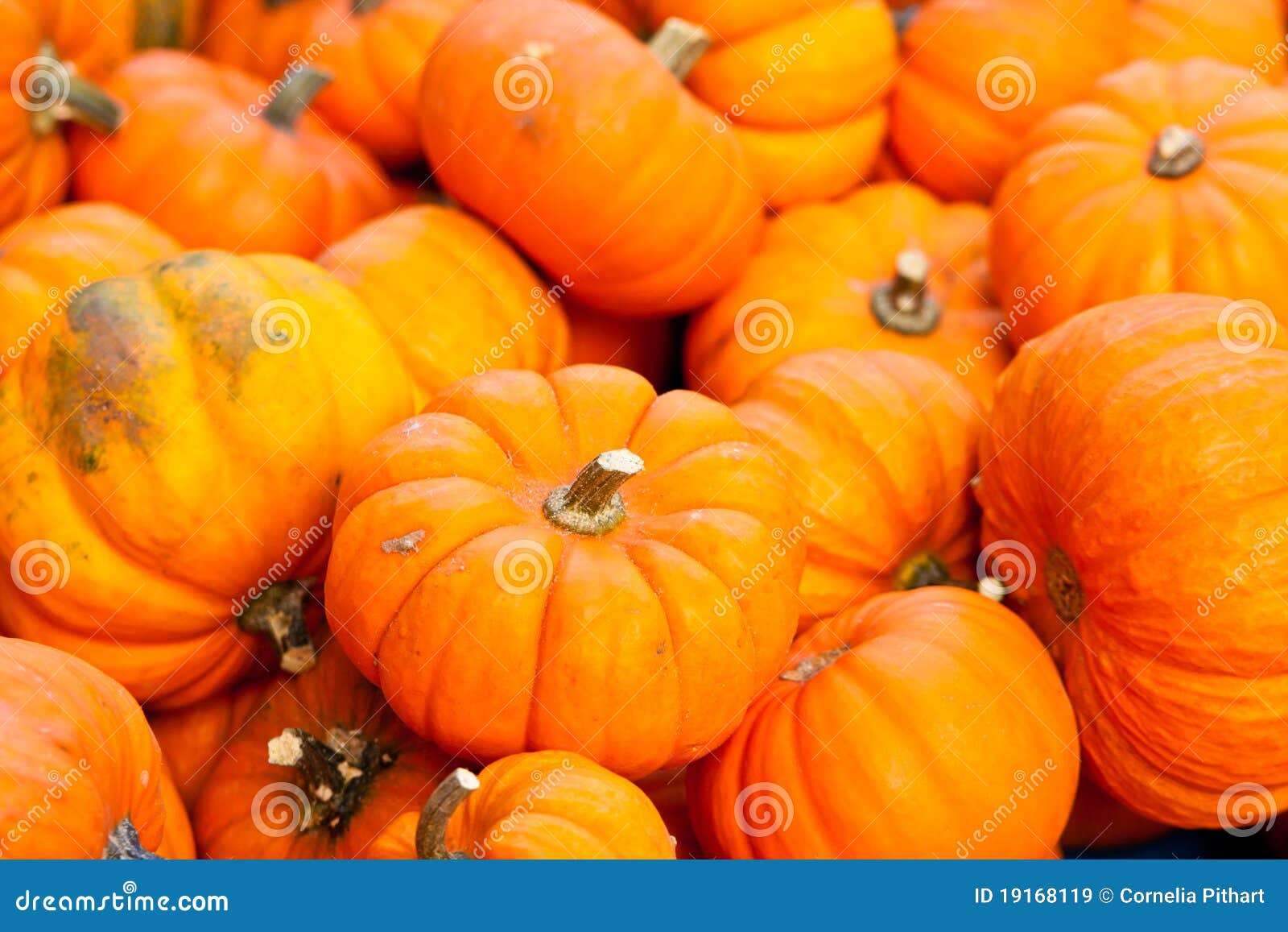 Squash Mandarin stock image. Image of curcurbita, marrow - 19168119