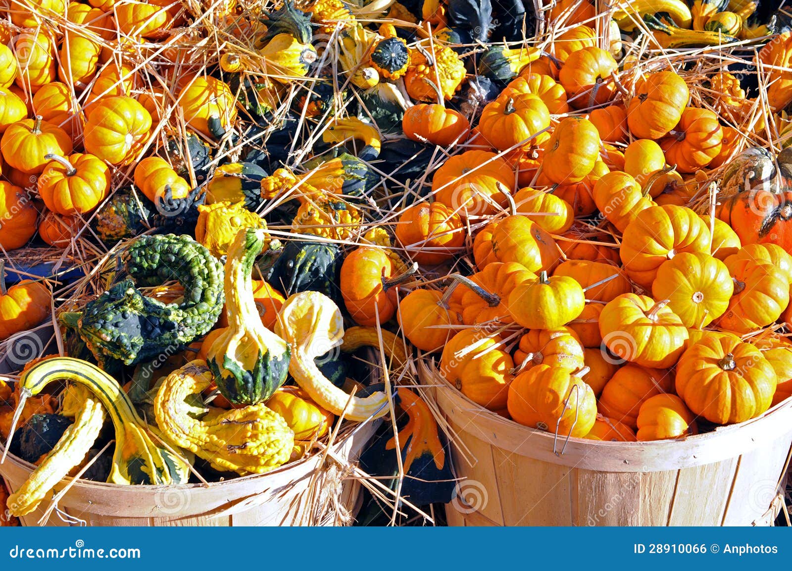 Squash and mini pumpkin stock photo. Image of crate, harvest - 28910066
