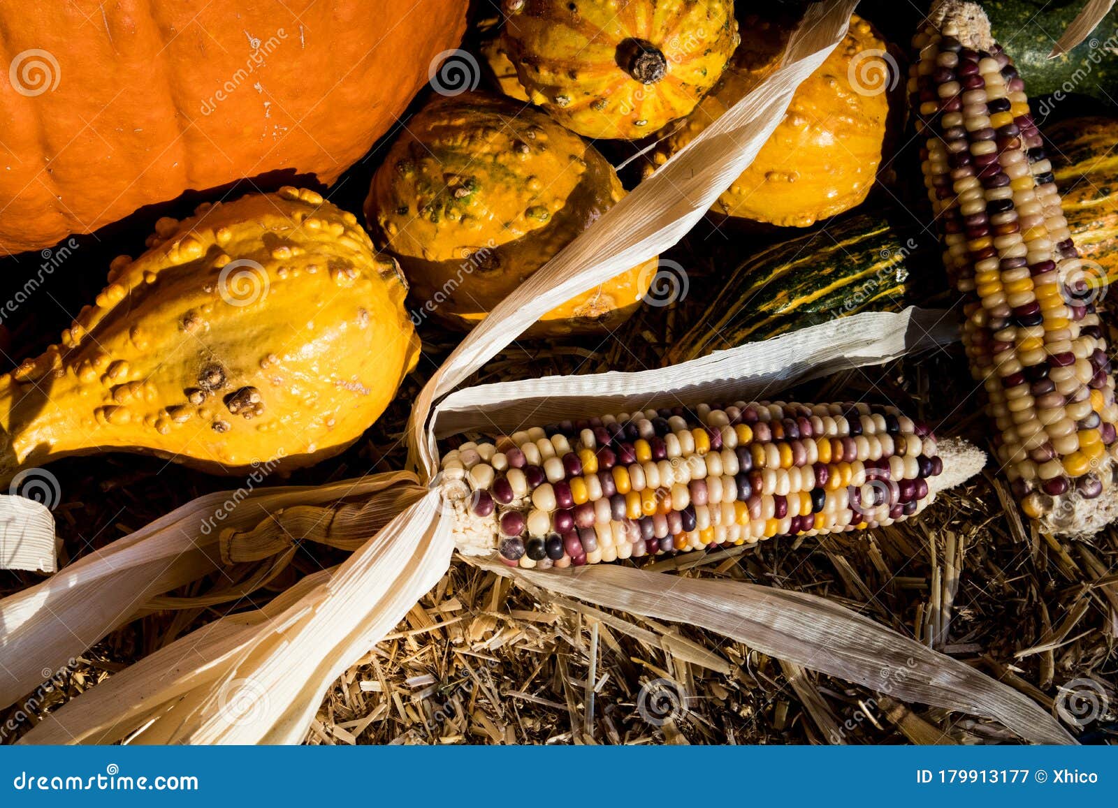 Squash and Multicolor Corn Decor in the Fall Stock Image - Image of ...