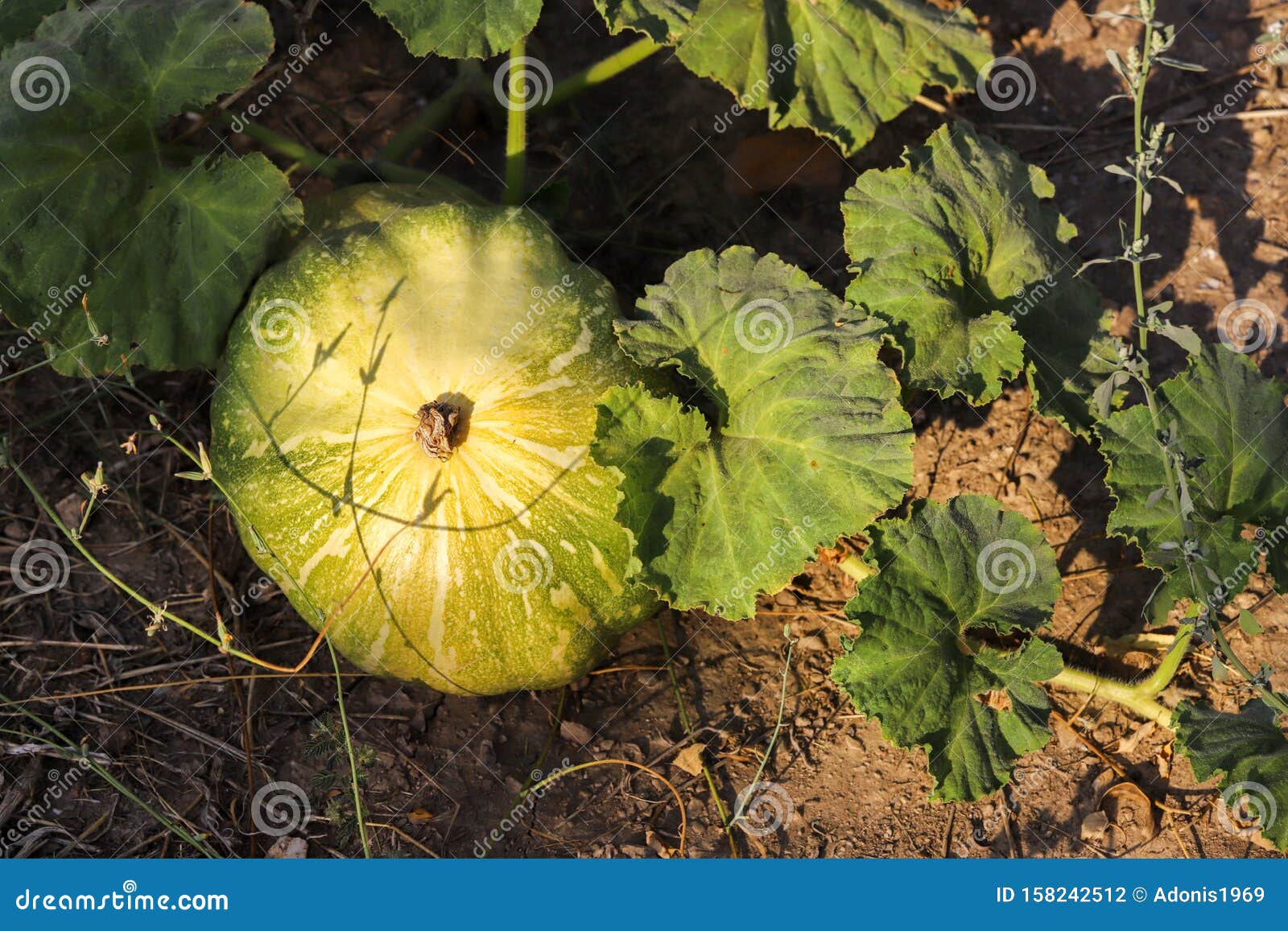 Squash plant stock photo. Image of fresh, grow, vegetable - 158242512