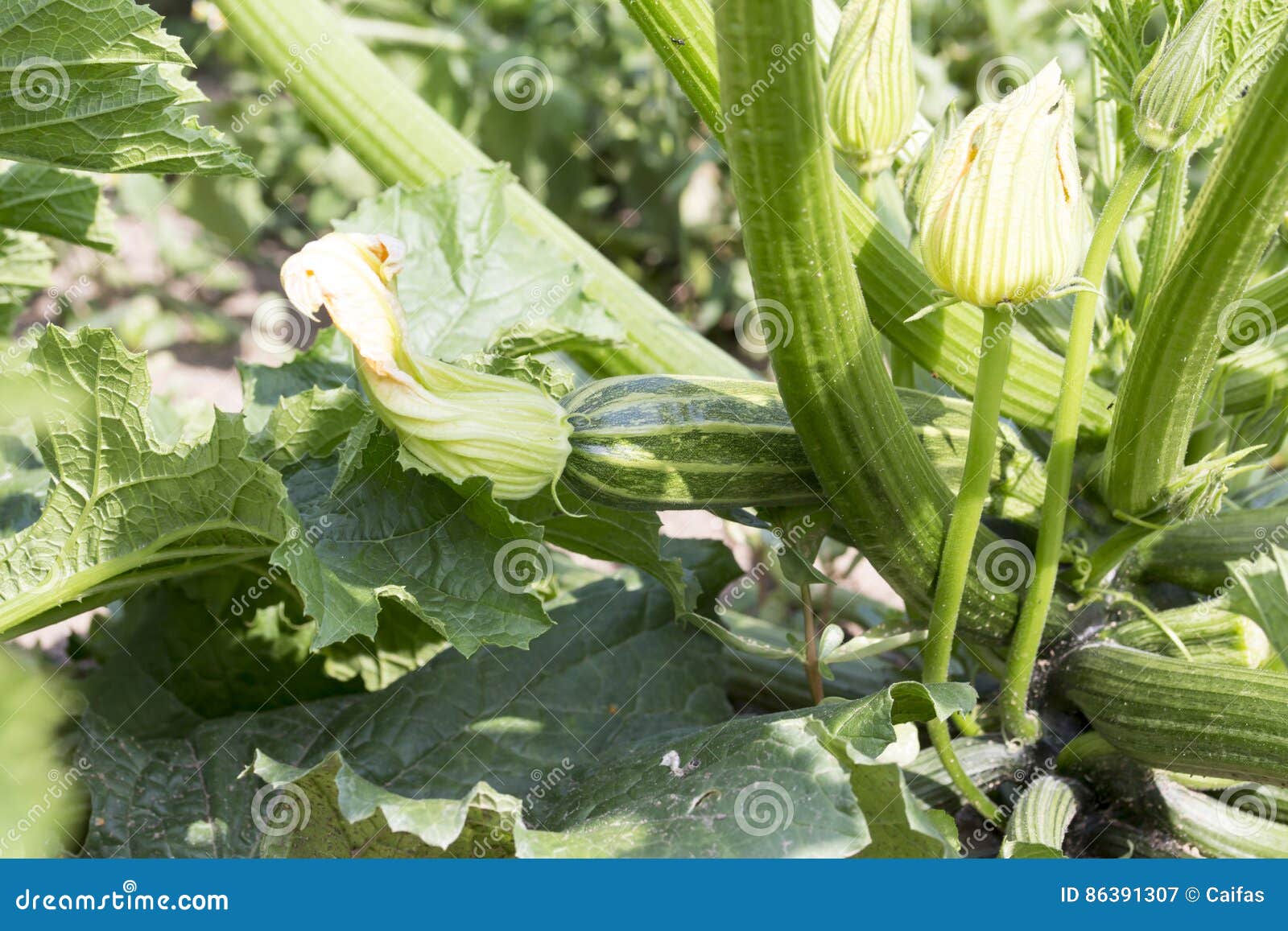 Squash Plant in the Vegetable Garden Stock Image - Image of fruits ...