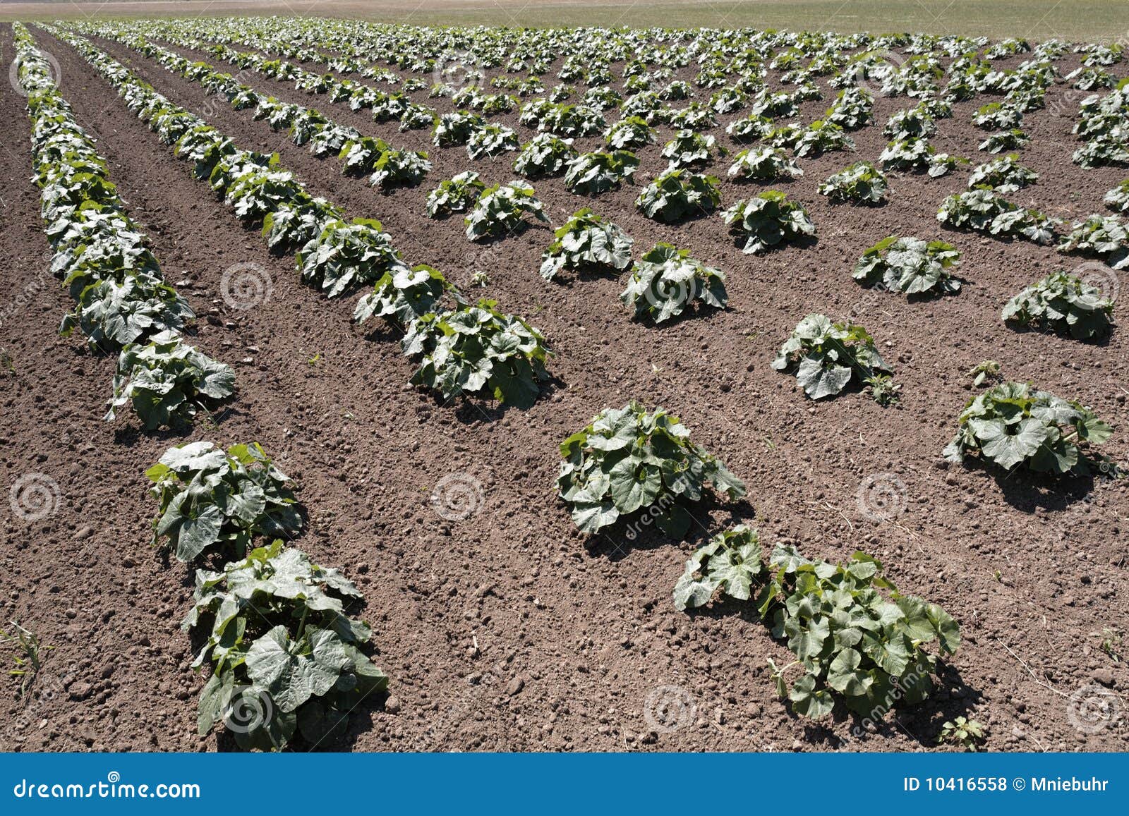 57,008 Squash Farm Stock Photos - Free & Royalty-Free Stock Photos from ...