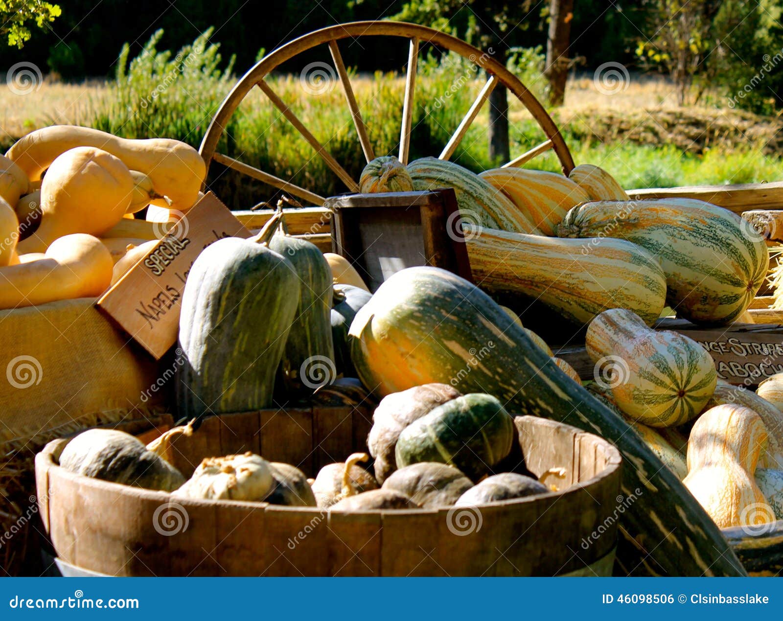 Squash at the Pumpkin Patch Stock Photo - Image of grow, gourd: 46098506