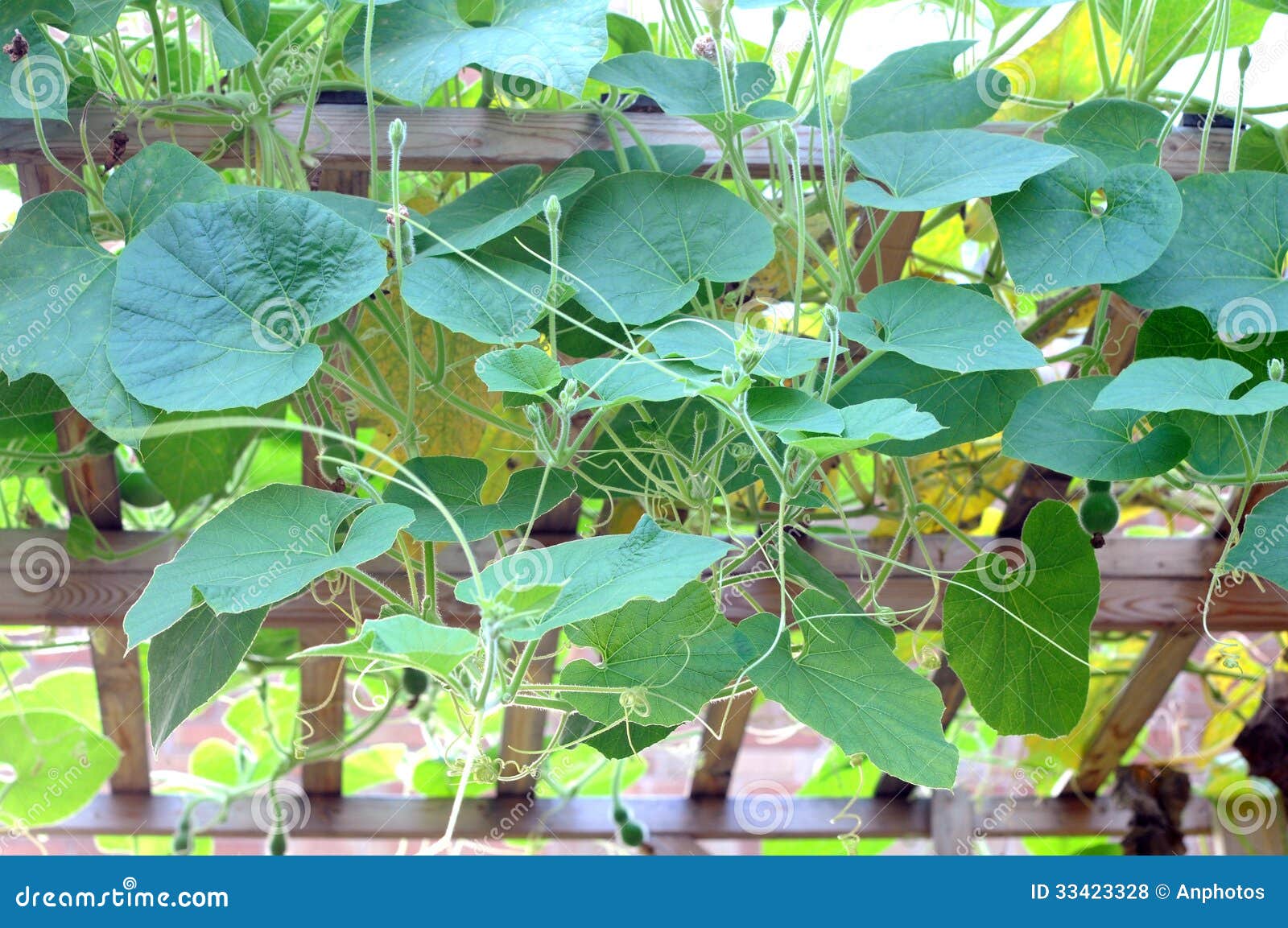 Squash tree stock photo. Image of nature, edible, nutrition - 33423328