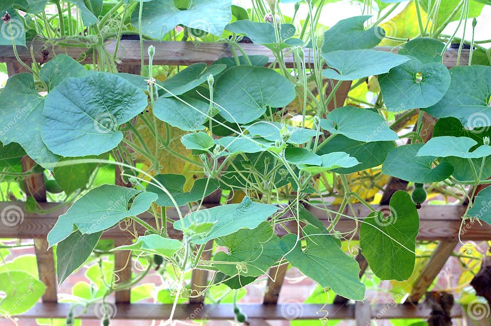Squash tree stock photo. Image of nature, edible, nutrition - 33423328