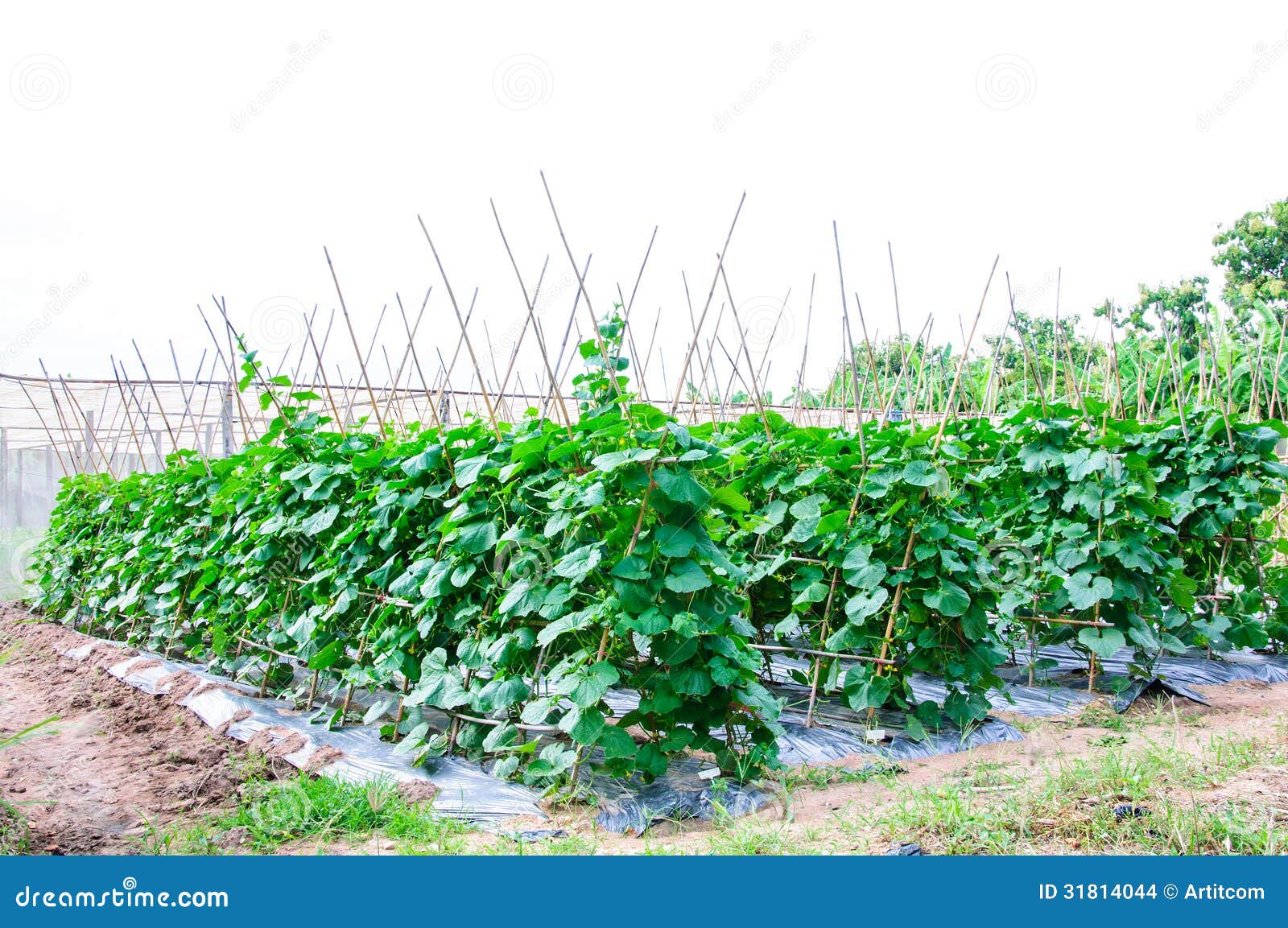 Squash tree stock photo. Image of foliage, fresh, ingredient - 31814044