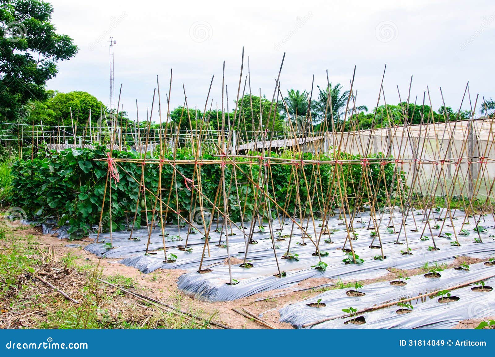 Squash tree stock image. Image of growth, food, grow - 31814049