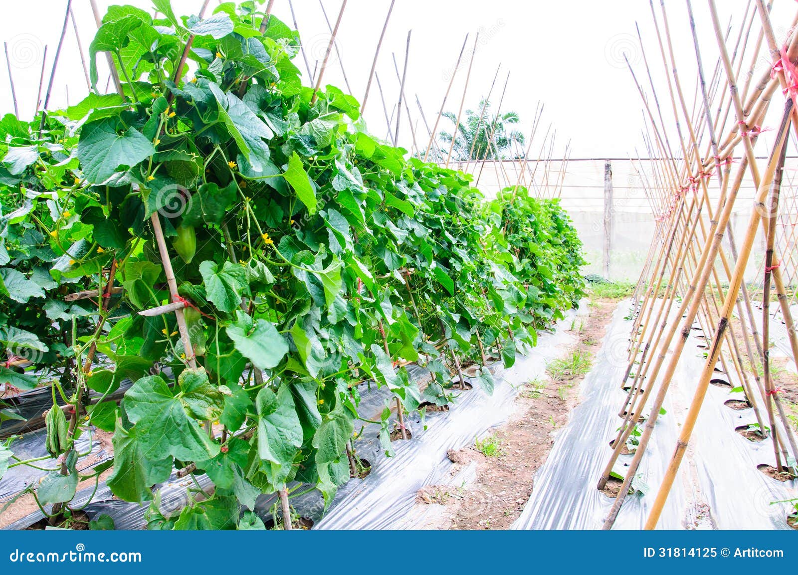 Squash tree stock image. Image of autumn, growth, gourd - 31814125