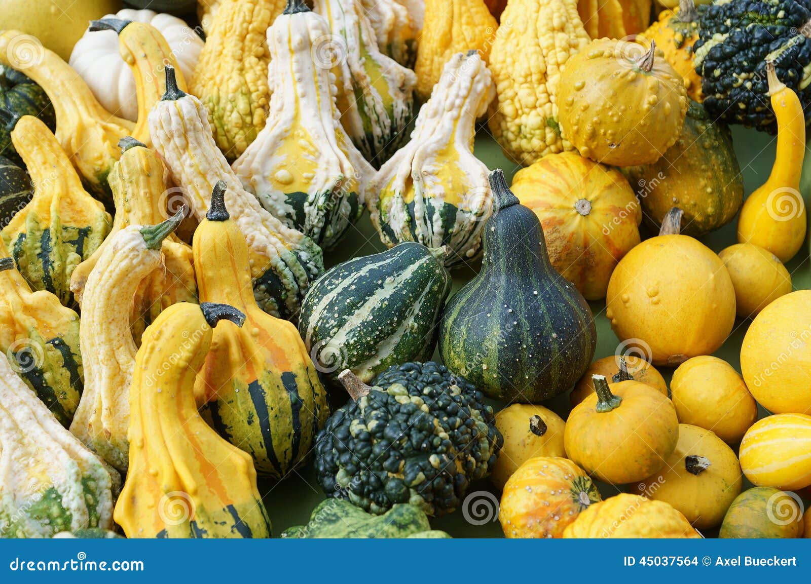 Squash of Various Shapes and Sizes Stock Photo - Image of assortment ...