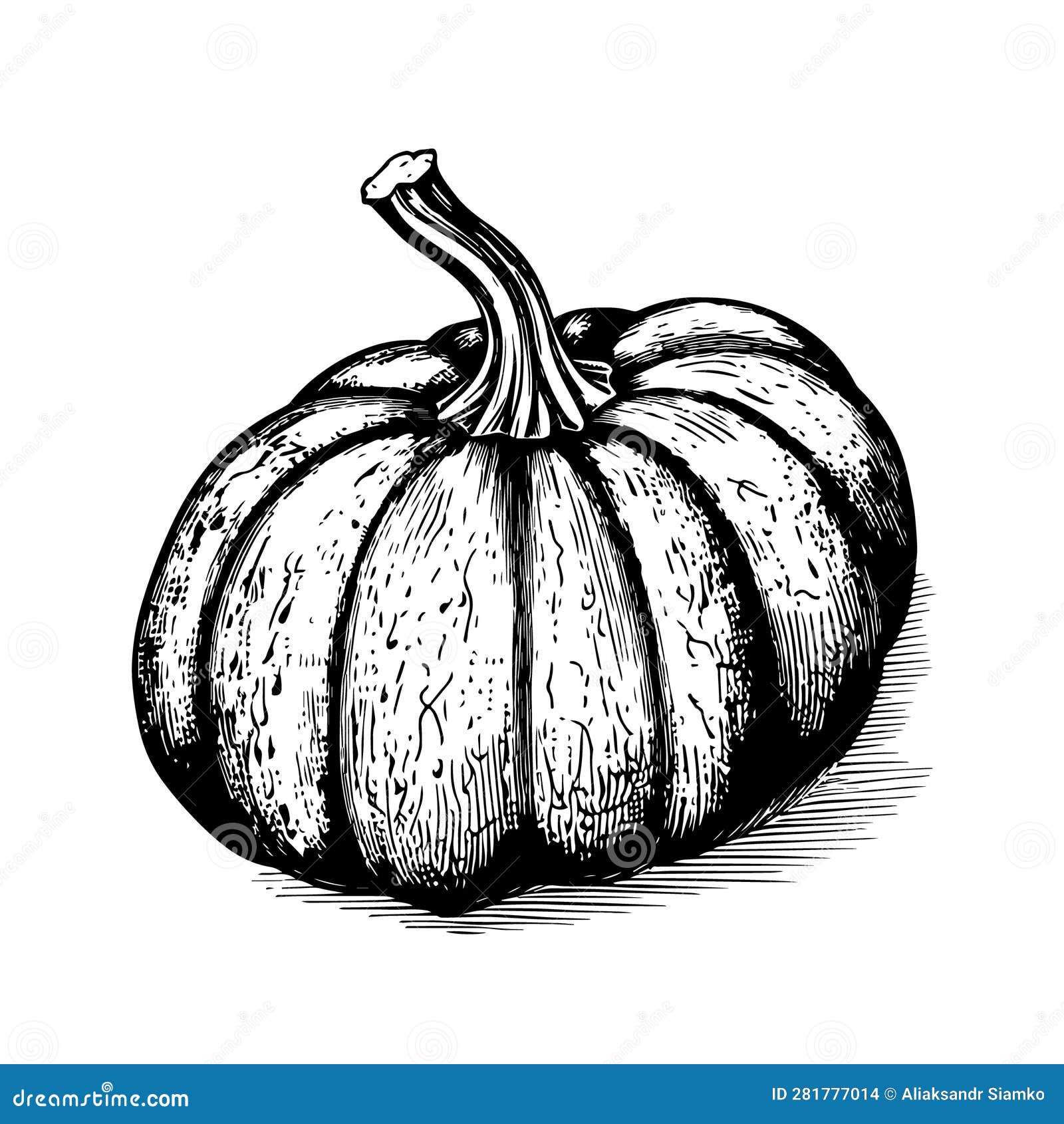 Squash Vector Drawing. Isolated Hand Drawn, Engraved Style Illustration ...