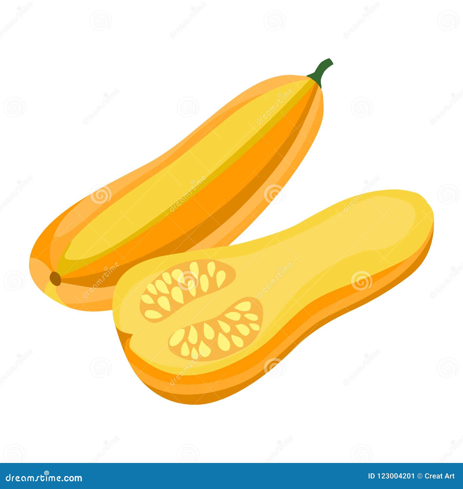 Squash Vector.Fresh Squash Illustration | CartoonDealer.com #123004201