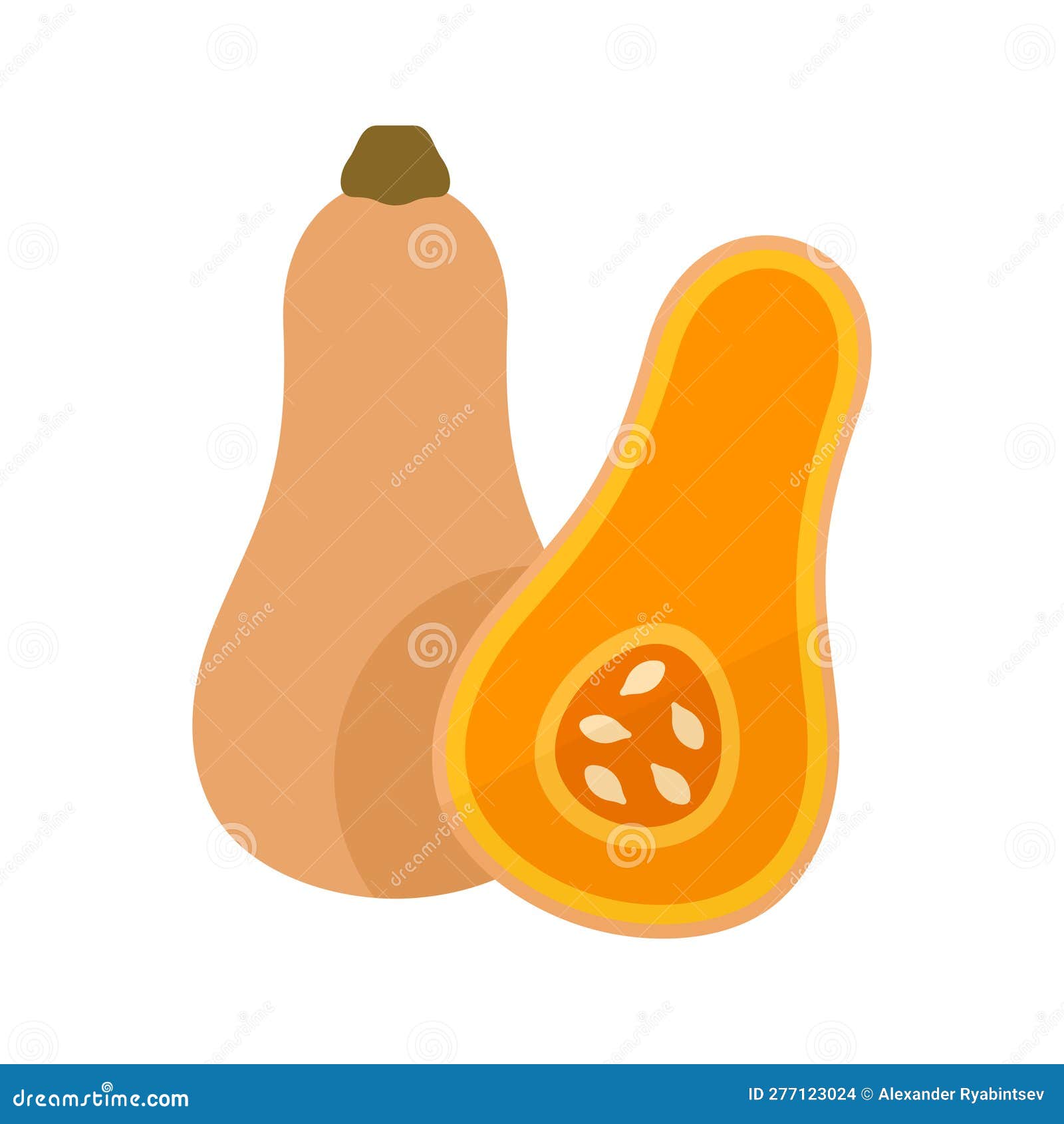 Squash Vector Illustration. Whole and Cut Vegetable on White Background ...