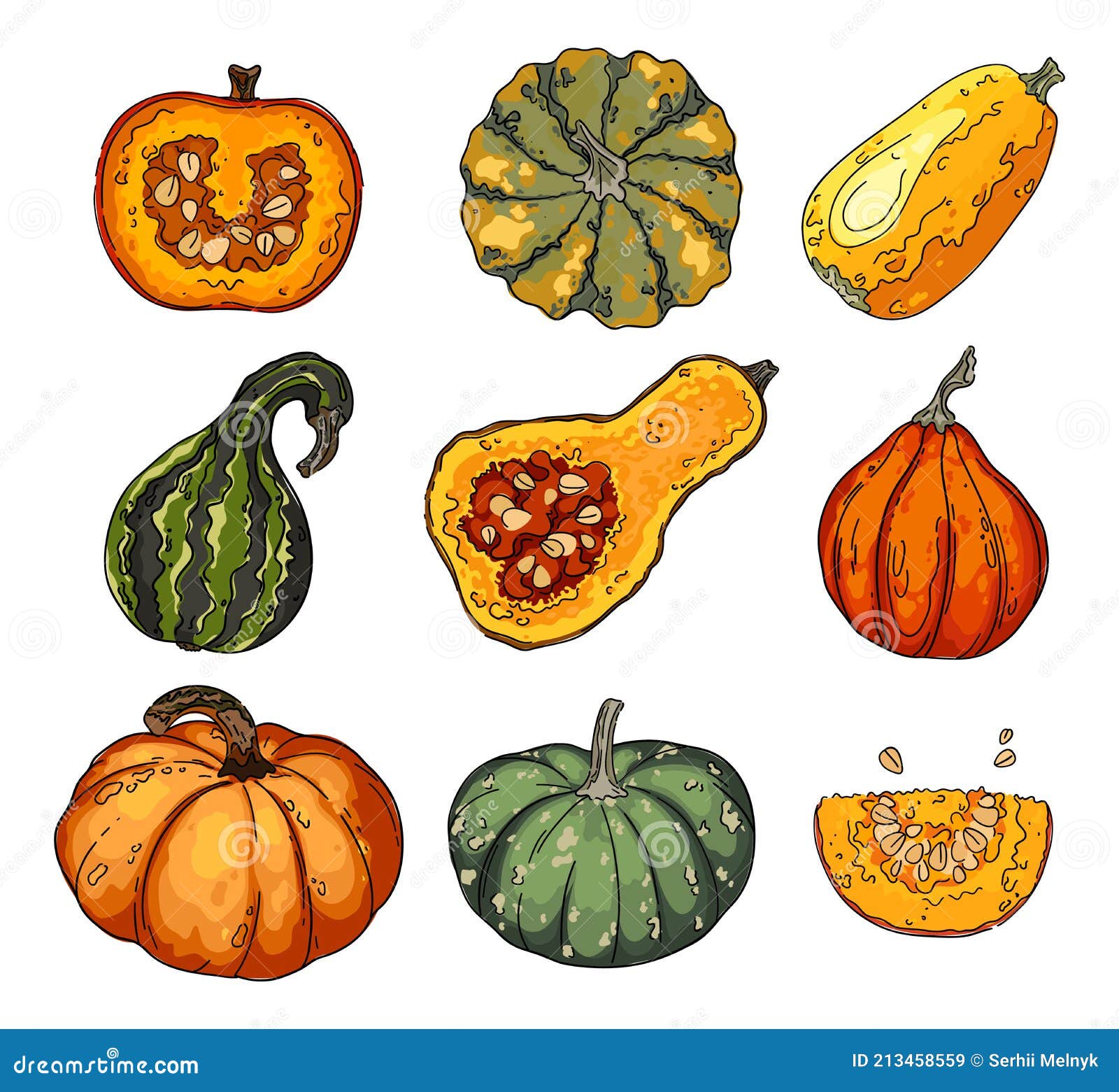 Squash vector set stock vector. Illustration of nature - 213458559