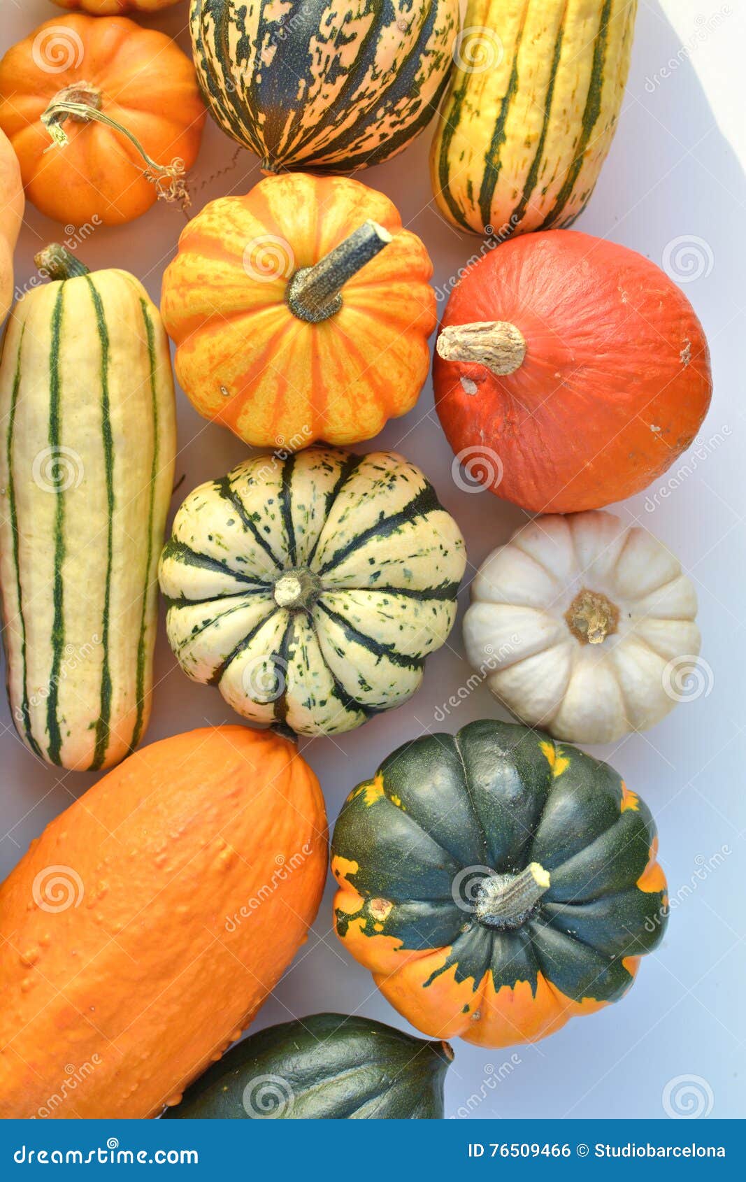Squash Vegetable Collection Stock Photo - Image of pumpkin, composition ...