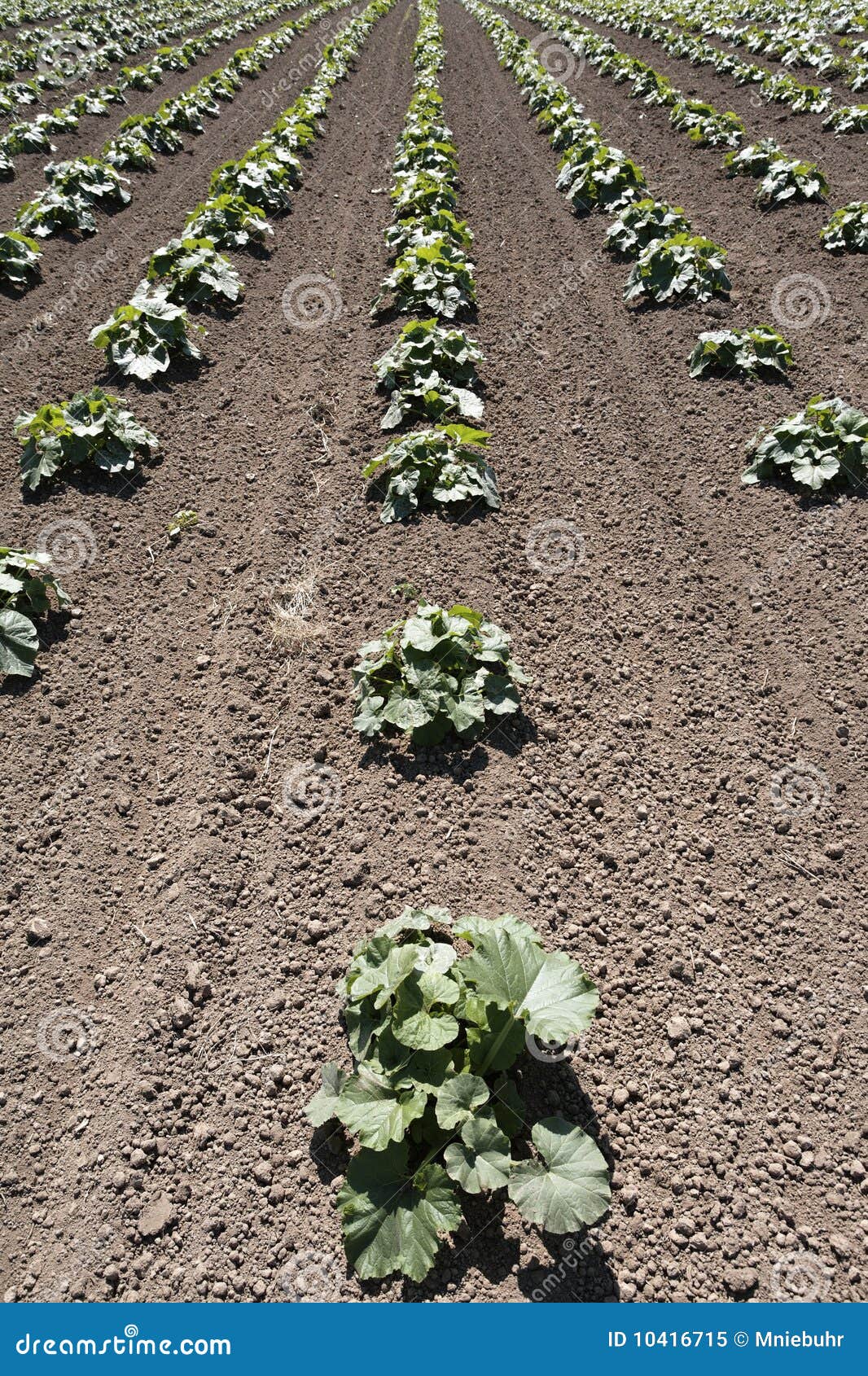 Squash Vegetable Plants in a Farm Field Stock Image - Image of farm ...