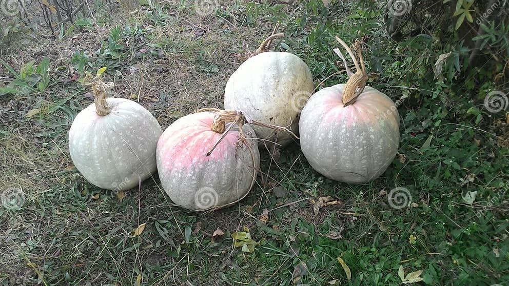 Squash stock image. Image of green, garden, plants, weeds - 51026413