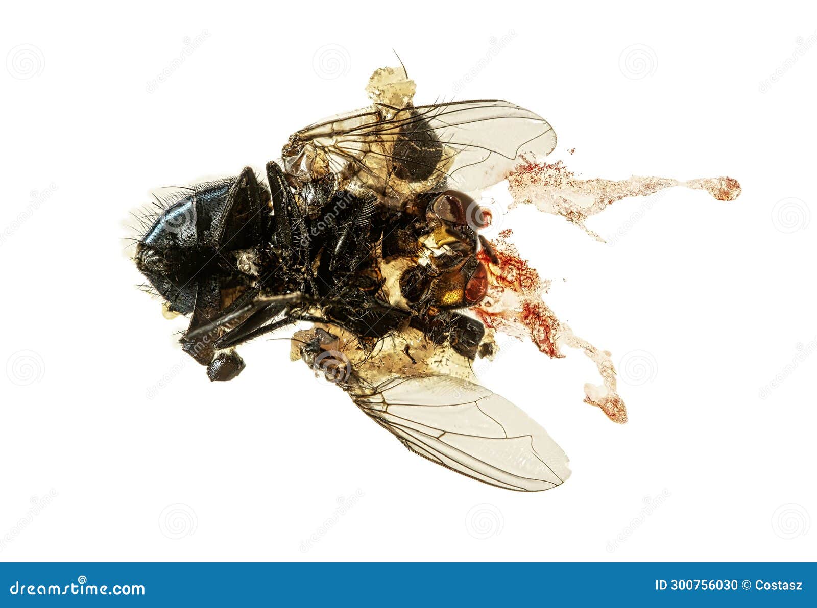 Squashed fly on white stock photo. Image of squashed - 300756030