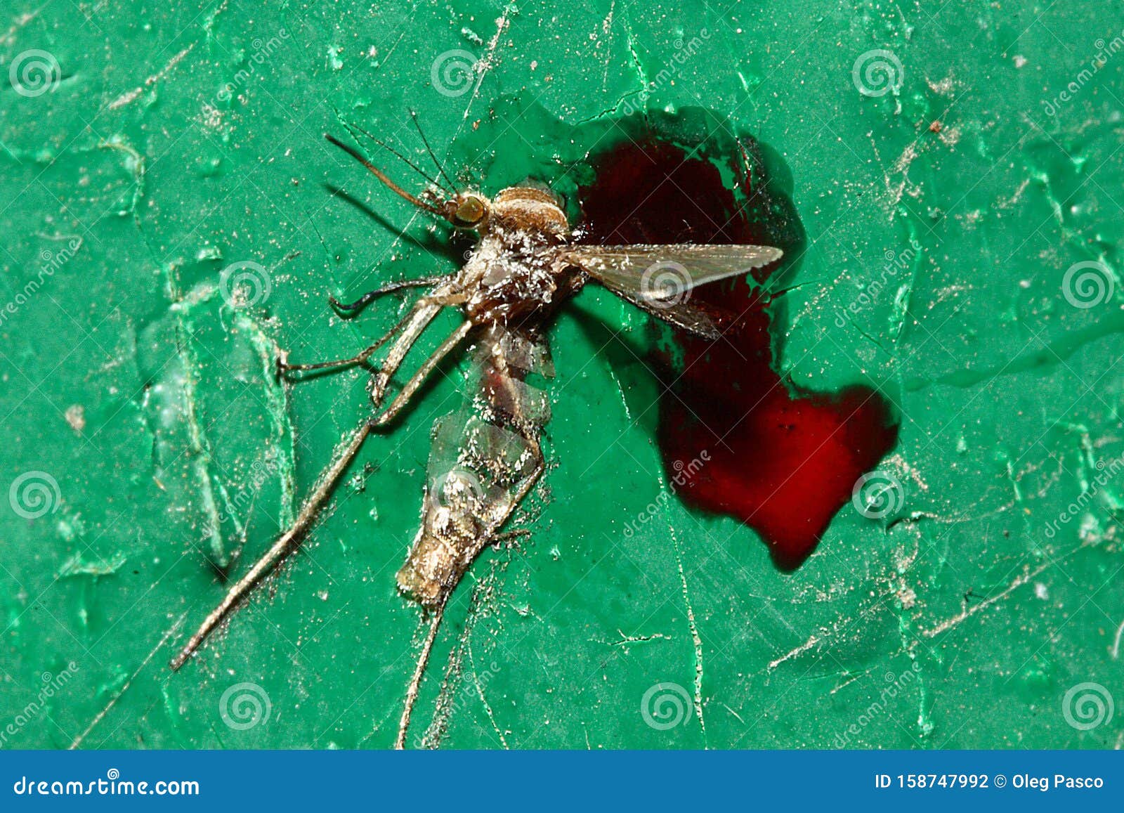Squashed mosquit stock photo. Image of spread, crushed - 158747992
