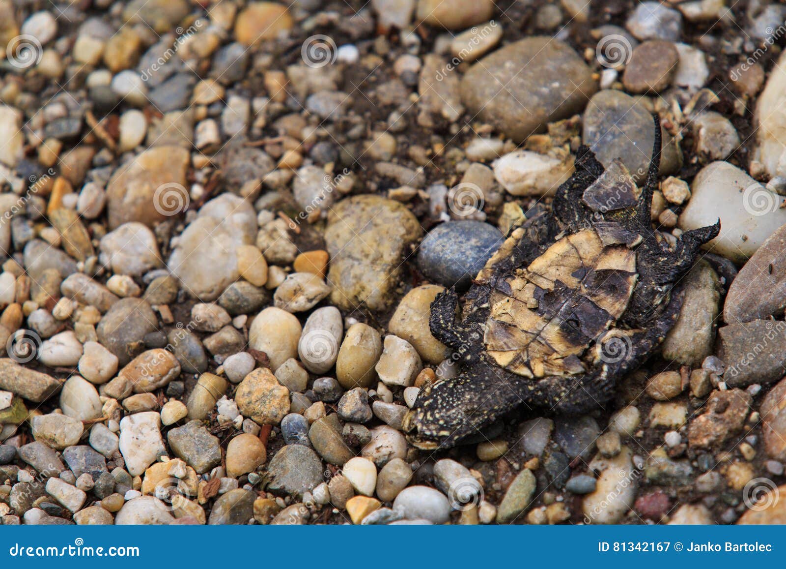 Squashed turtle hatchling stock image. Image of stony - 81342167