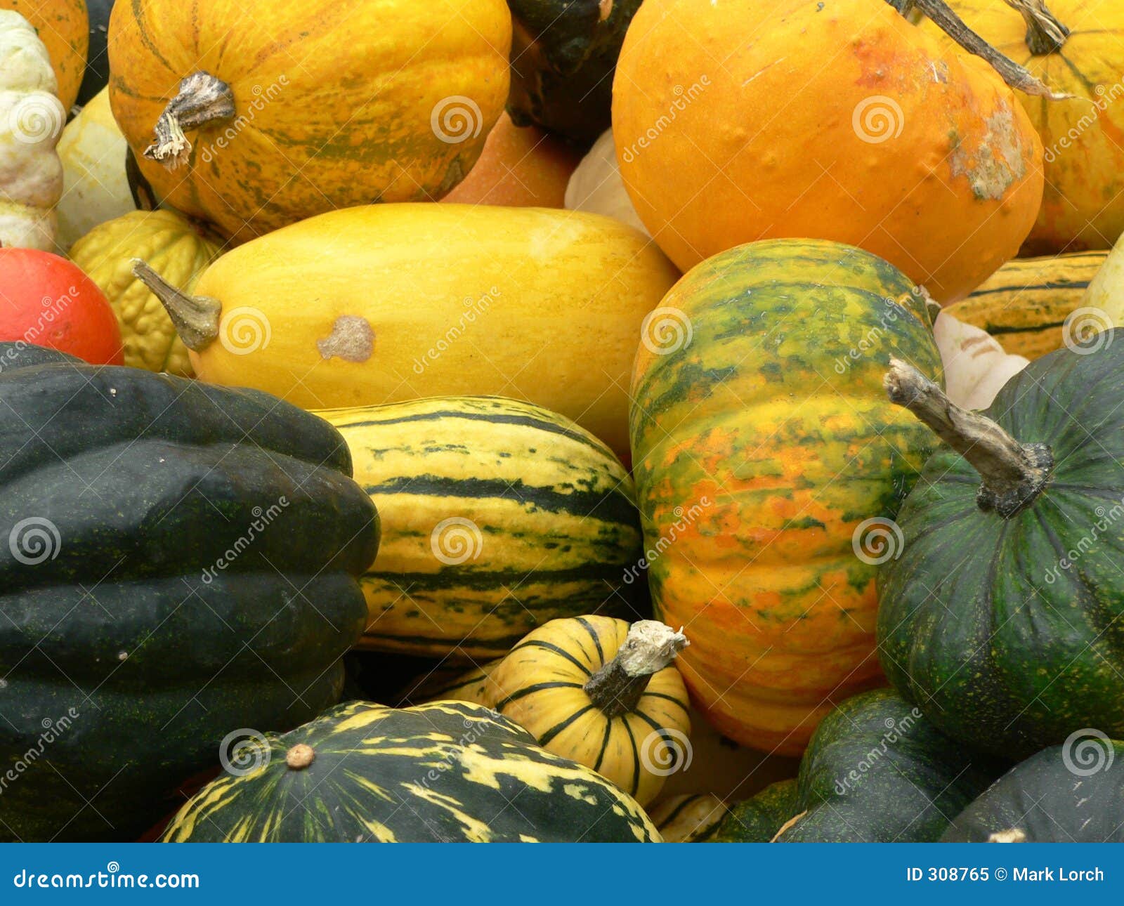 Squashes stock image. Image of pumpkins, market, autumn - 308765