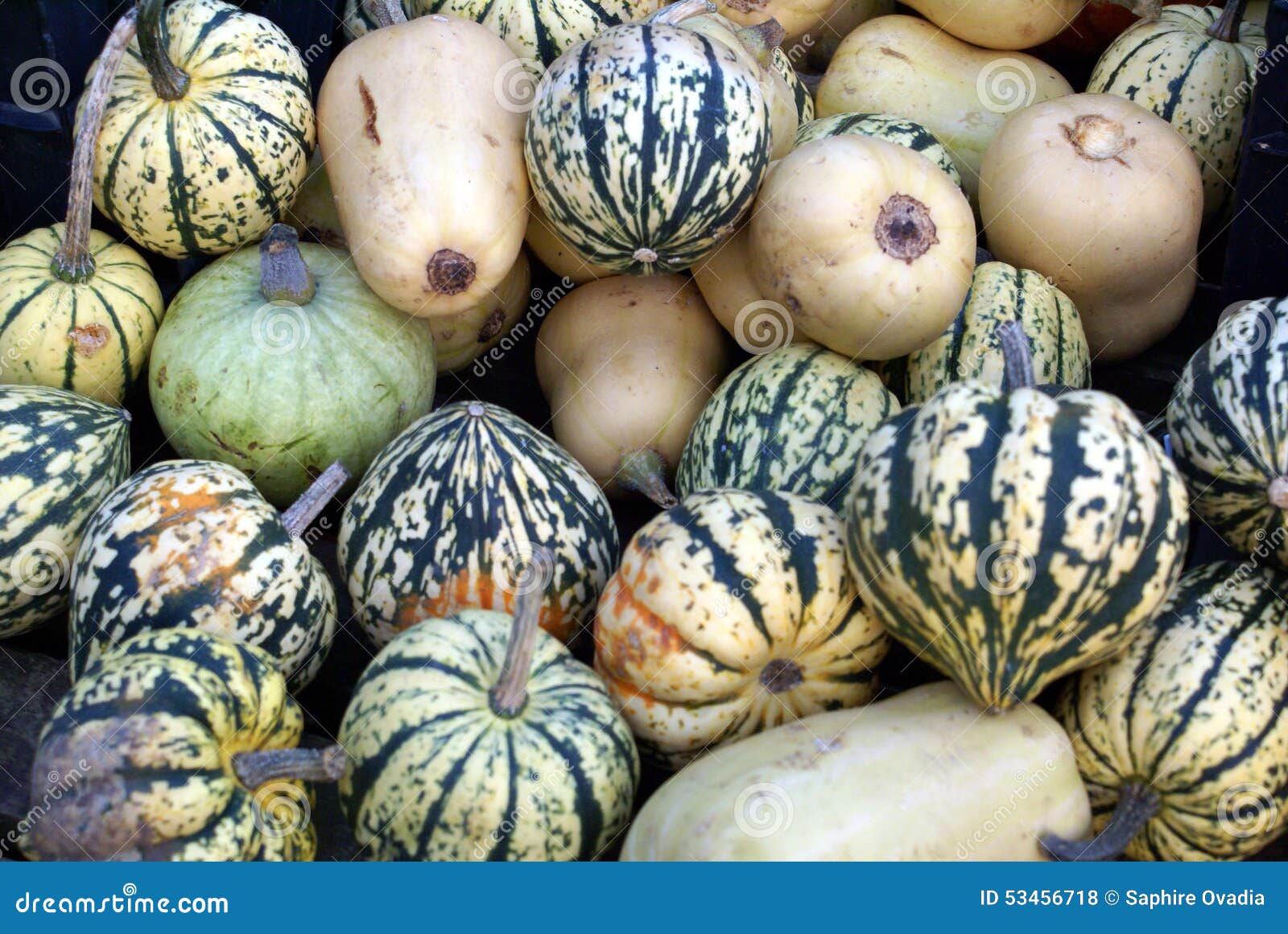 Squashes . marrows stock photo. Image of garden, vegetables - 53456718