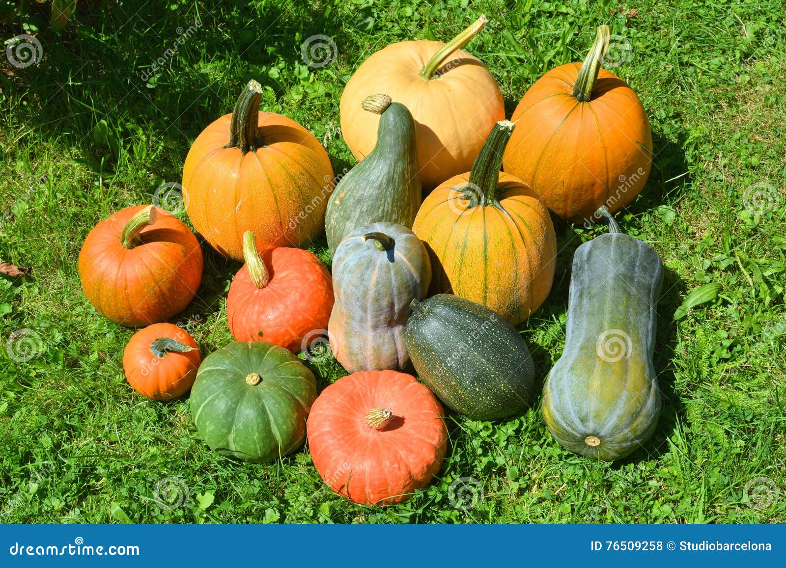 Squashes and pumpkins stock photo. Image of garden, background - 76509258