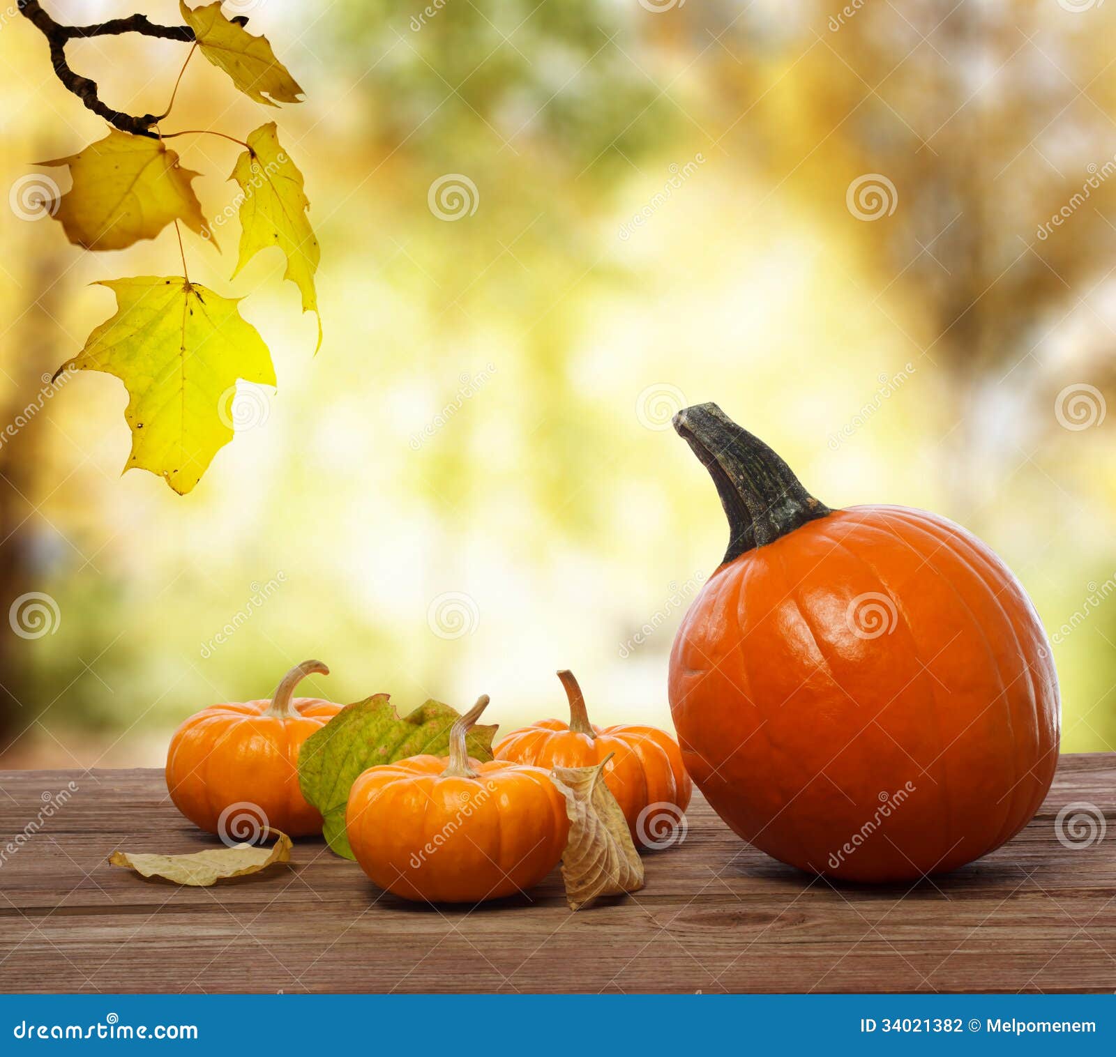 Squashes and Pumpkins on Shinning Fall Background Stock Photo - Image ...