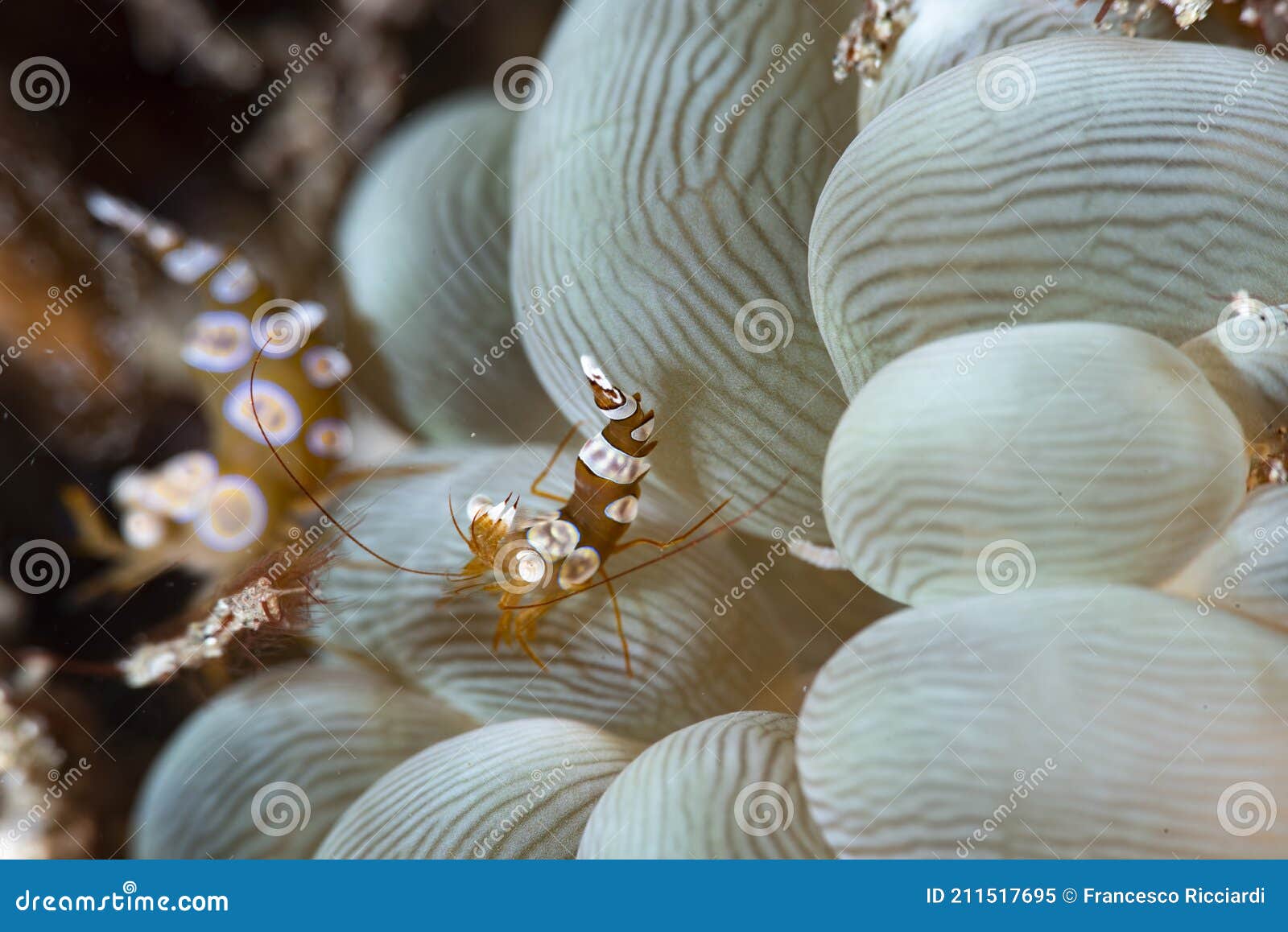 Squat Shrimp Thor Amboinensis Stock Image - Image of thor, ocean: 211517695