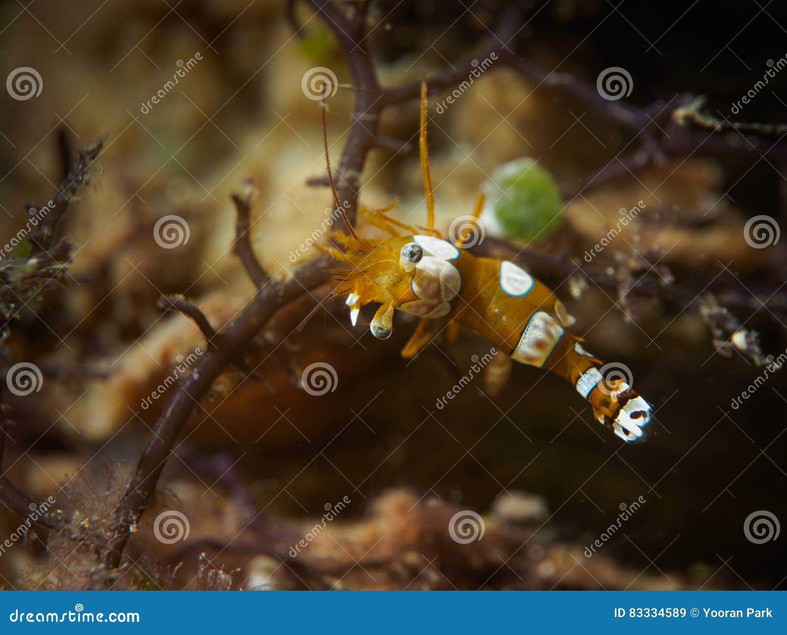 Squat Shrimp stock image. Image of ocean, macro, animal - 83334589