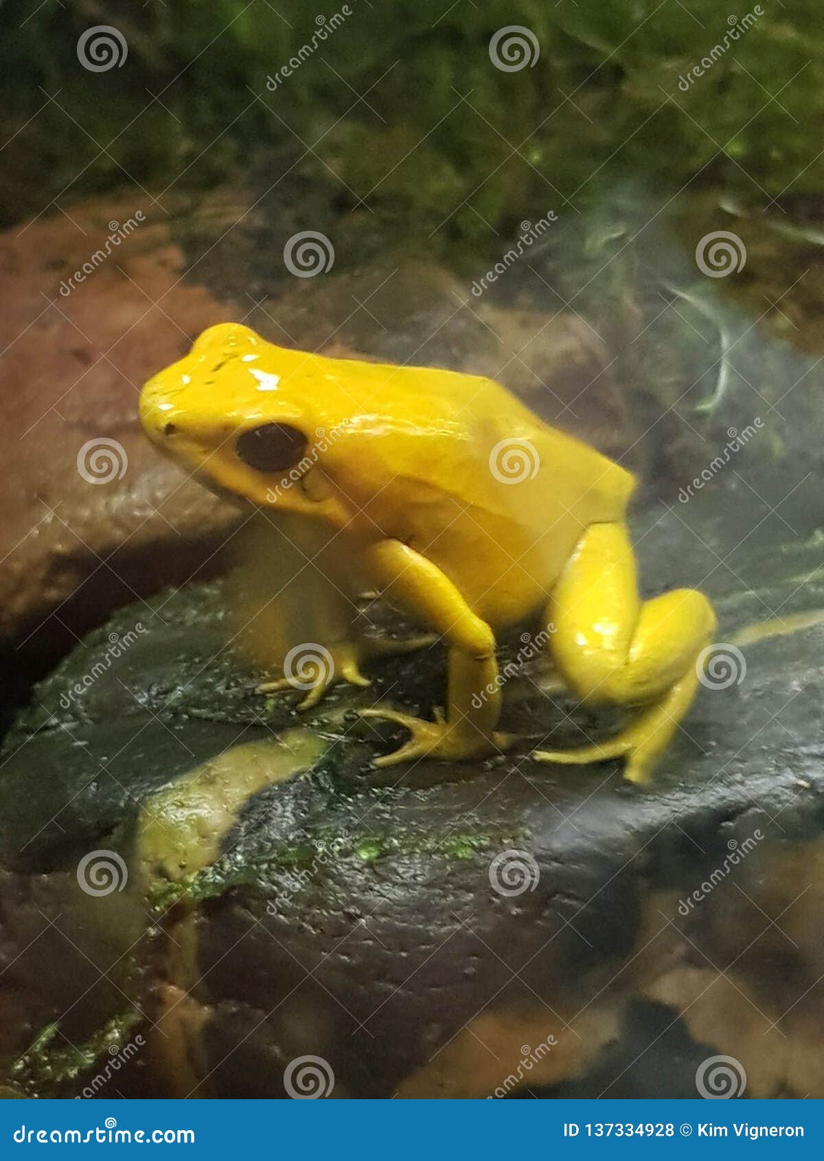 A frog in an aquarium stock photo. Image of squating - 137334928