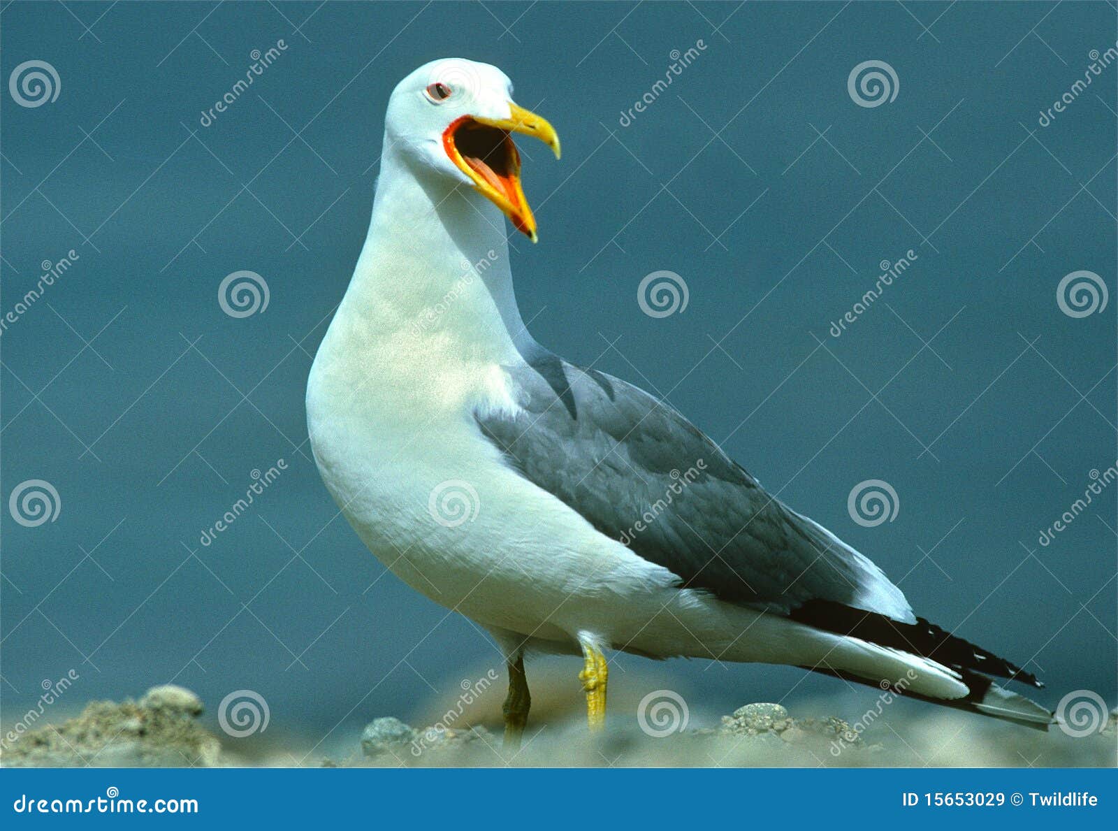 Squawking California Gull stock image. Image of california - 15653029