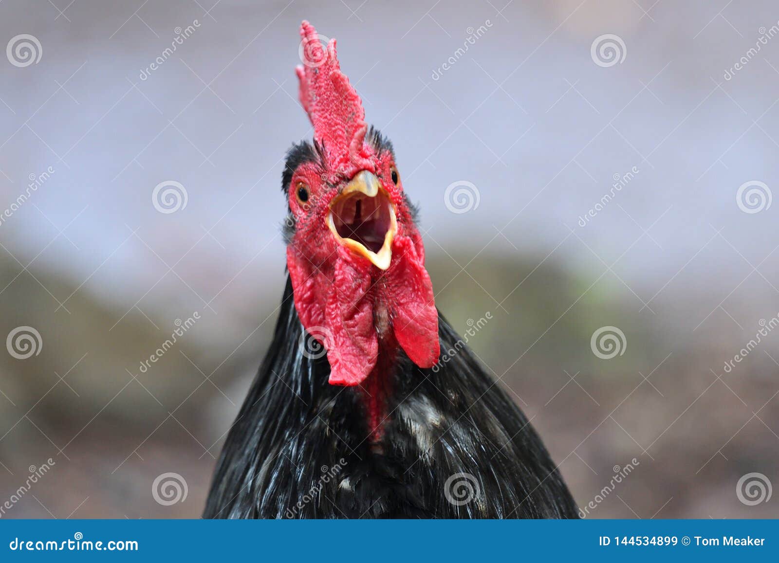 Squawking chicken stock image. Image of livestock, black - 144534899