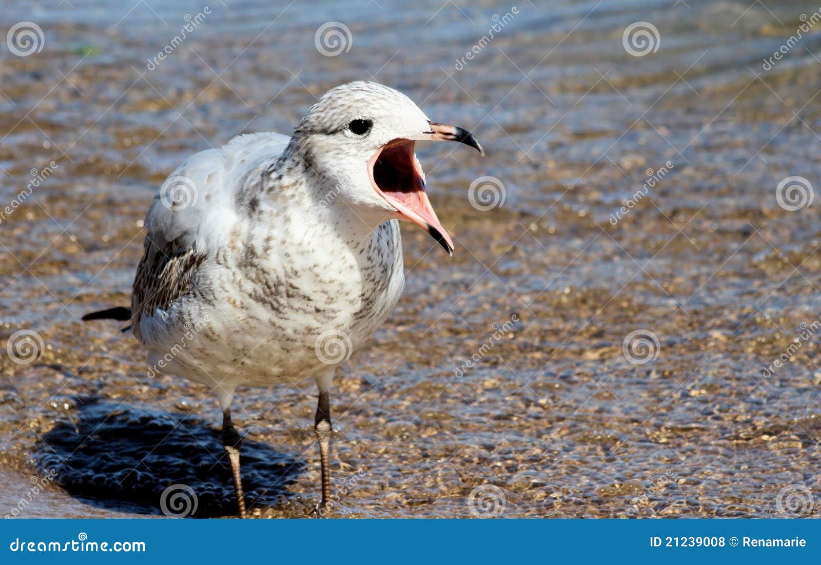 The Squawking Seagull stock photo. Image of water, summer - 21239008