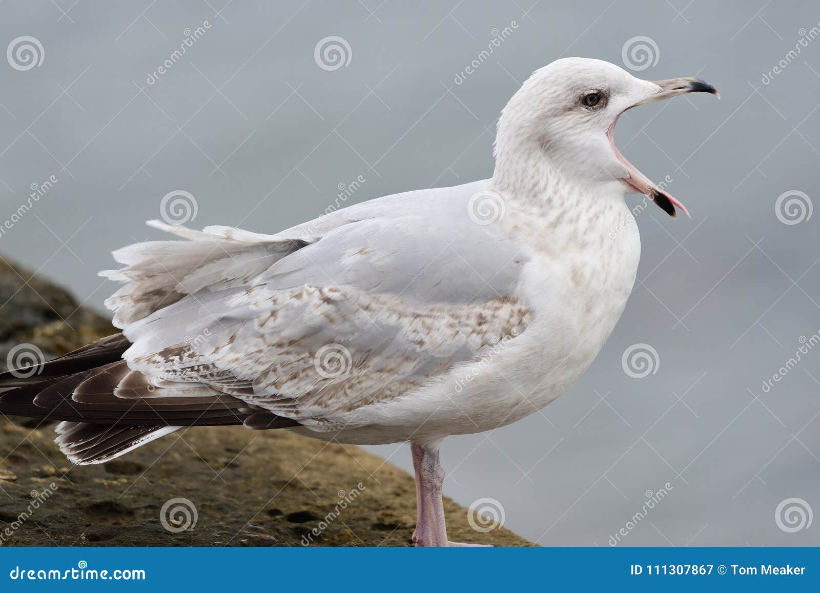 Squawking seagull stock image. Image of outside, squawking - 111307867