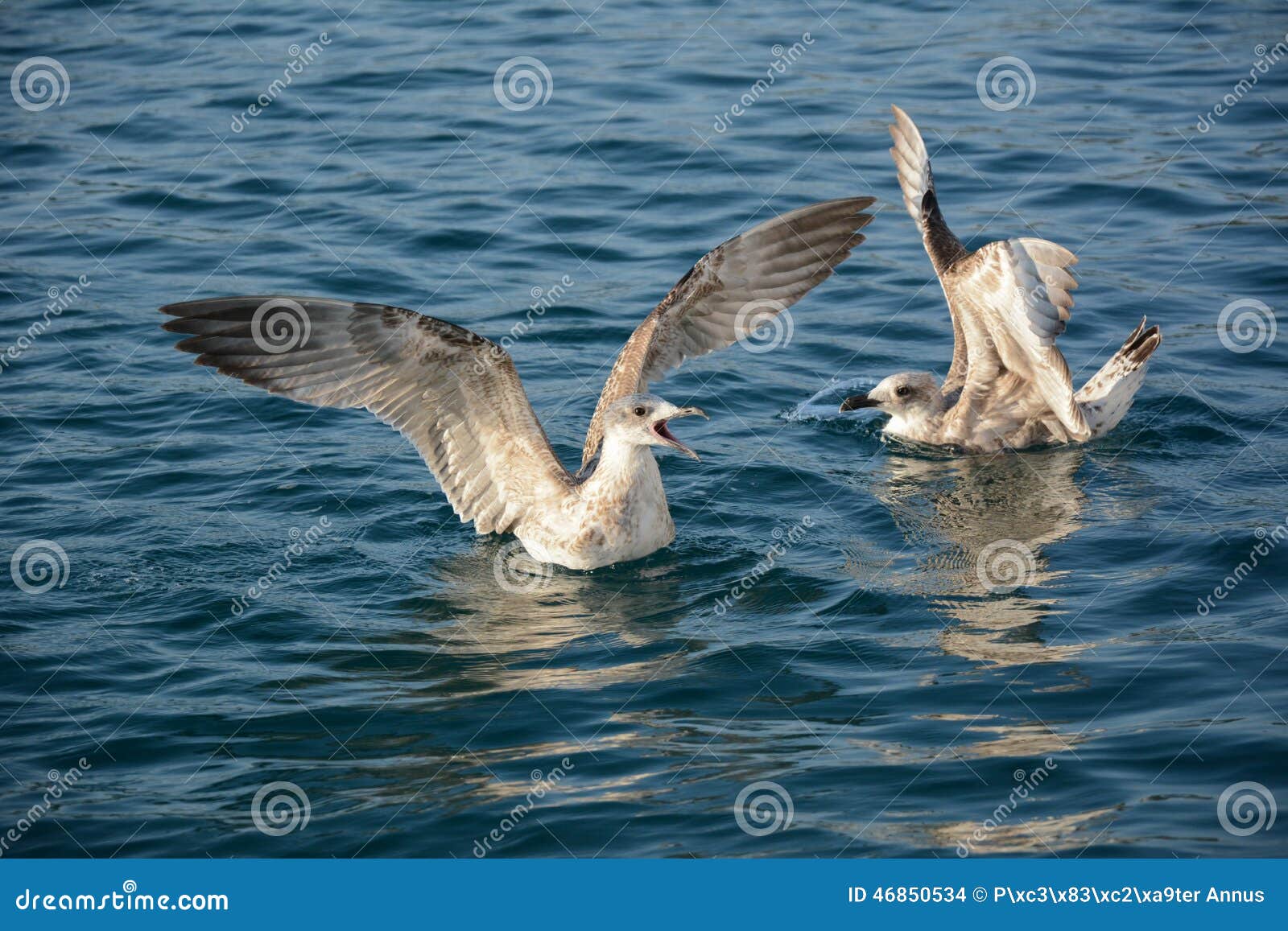 Squawking seagulls stock photo. Image of wing, green - 46850534
