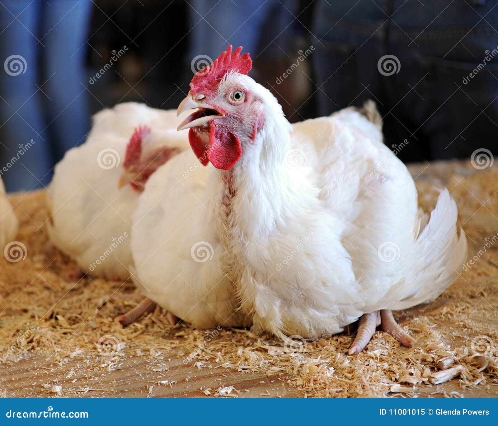 Squawking Show Chicken stock image. Image of waiting - 11001015