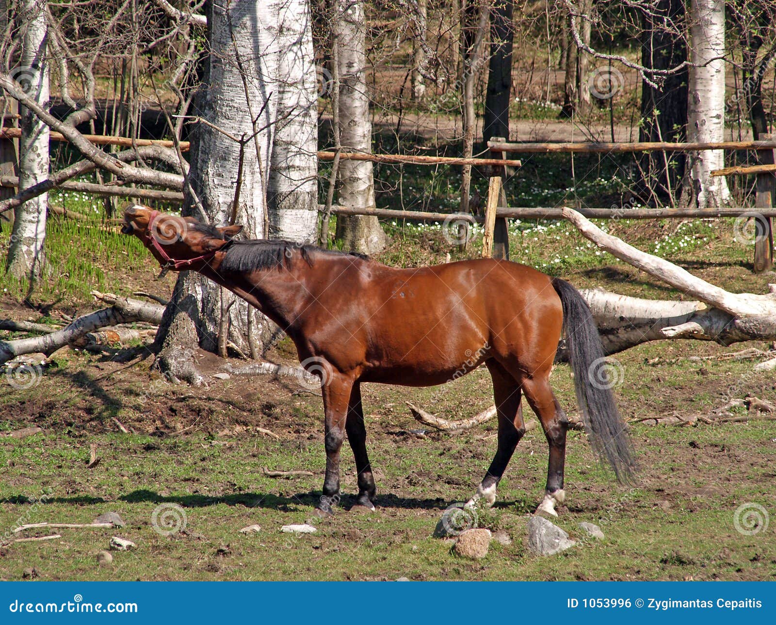 A squealing horse stock photo. Image of grass, animal - 1053996