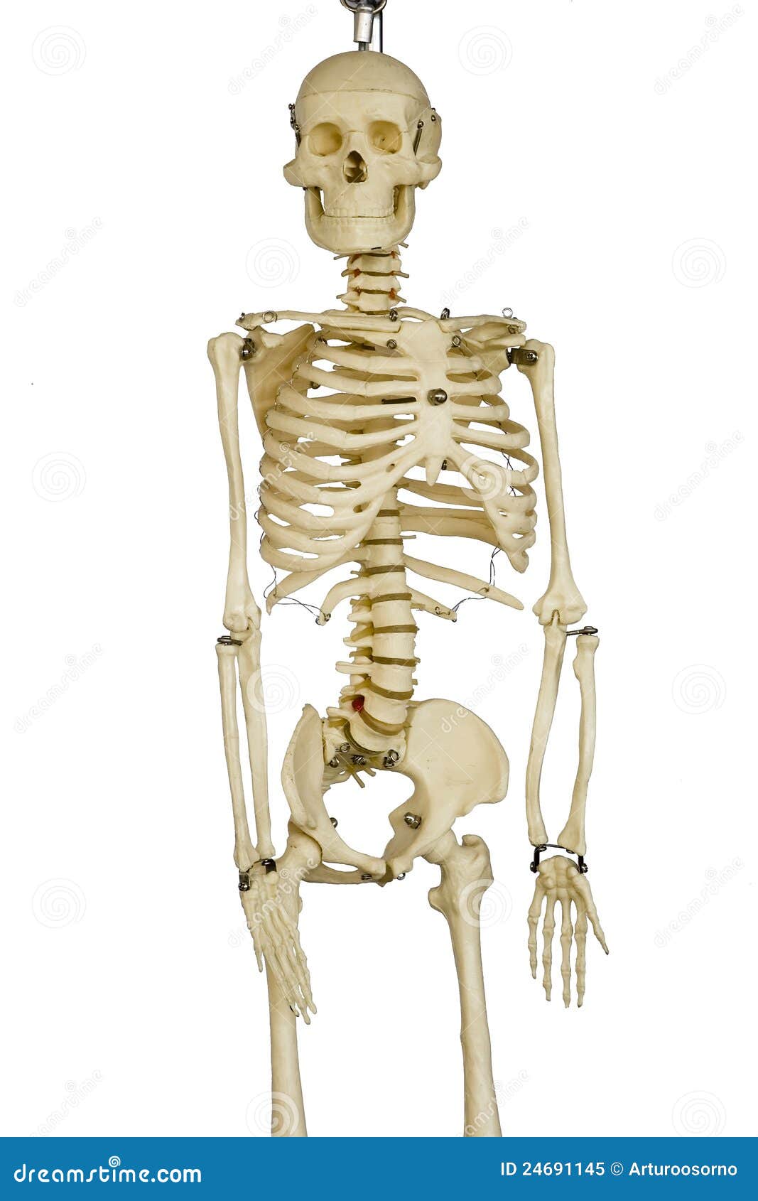 Squelette image stock. Image du extrémité, effroi, ligne - 24691145