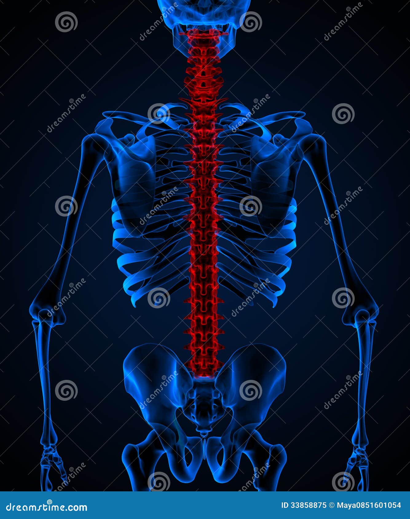 Squelette illustration stock. Illustration du bleu, biologie - 33858875